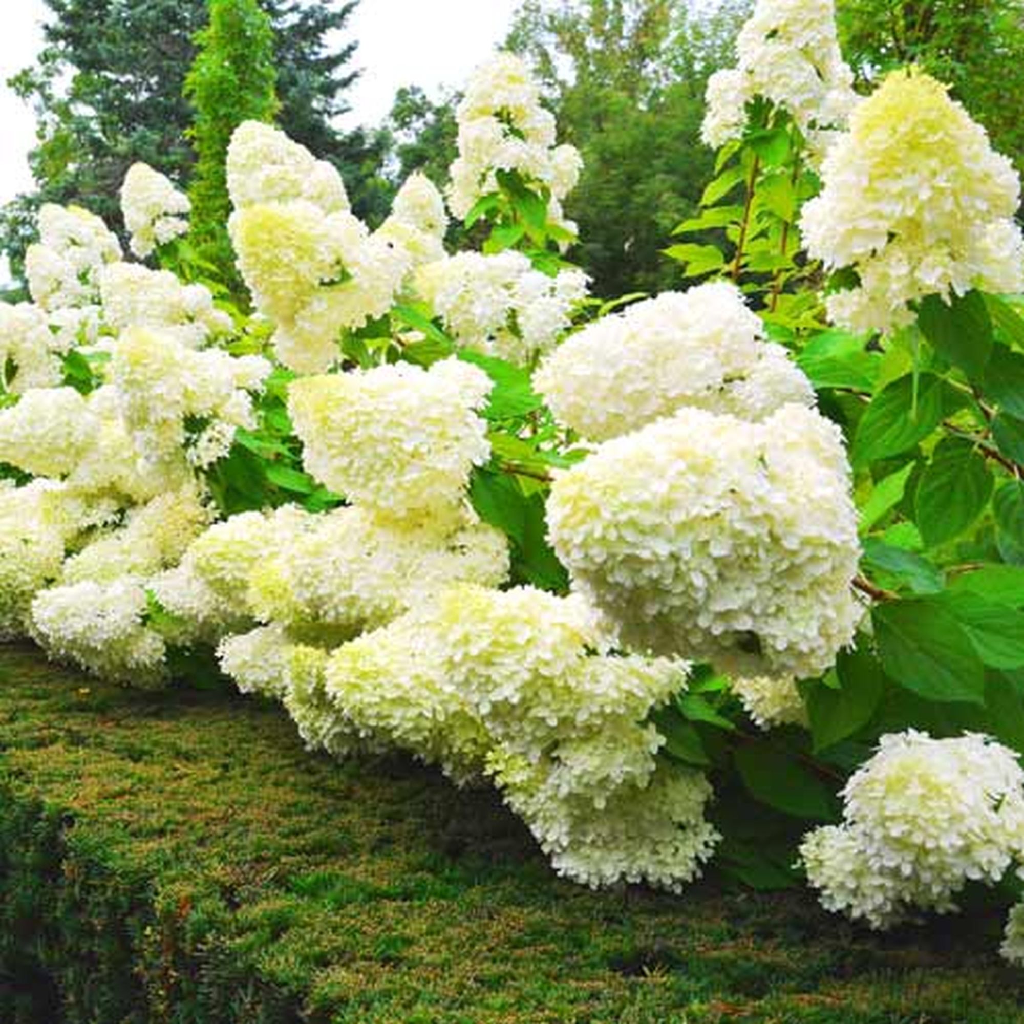 Arbust ornamental cu flori, hortensie, Hydrangea Paniculata Grandiflora ...