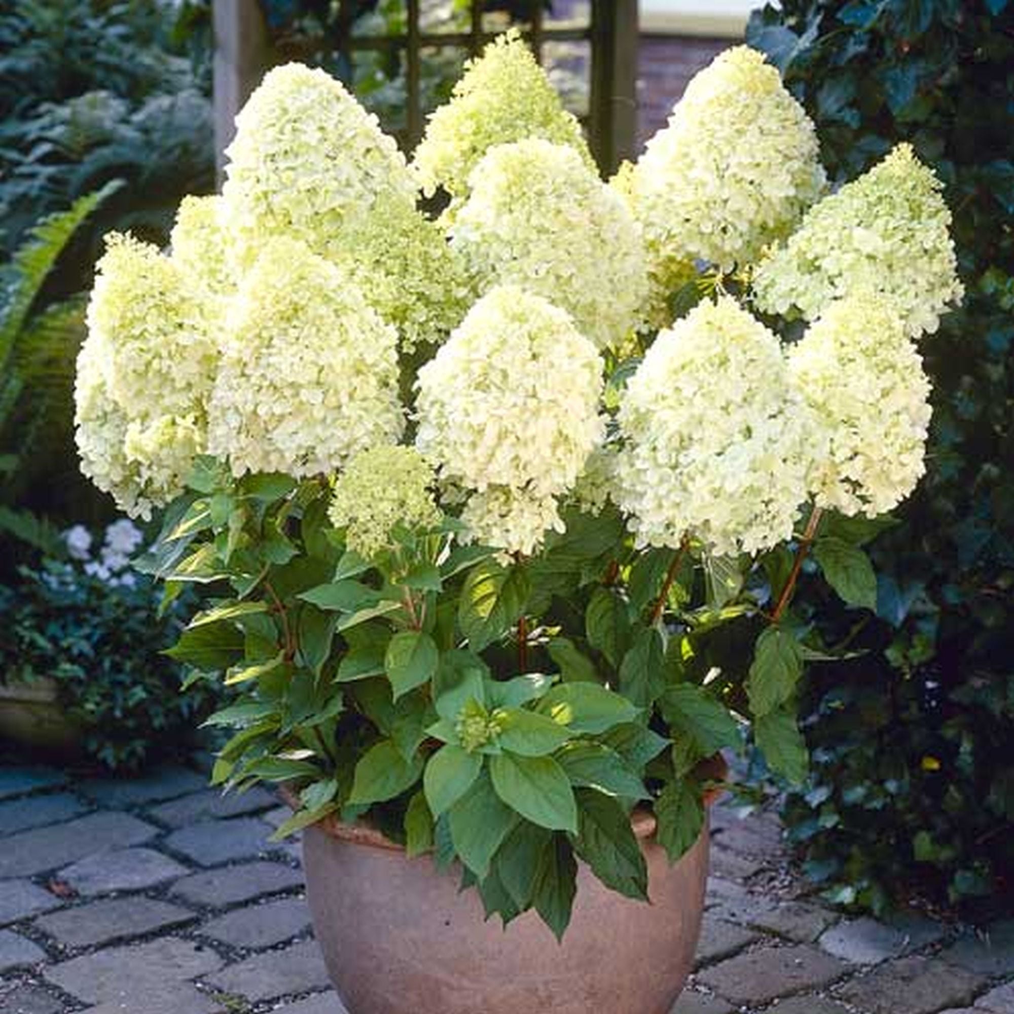 Arbust ornamental cu flori, hortensie, Hydrangea Paniculata Grandiflora ...