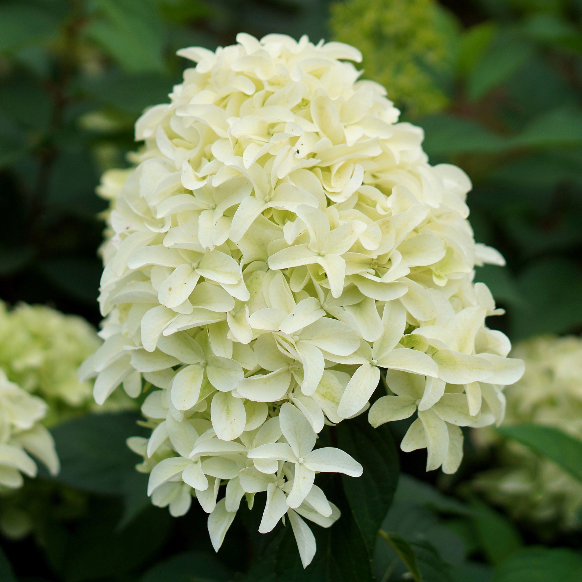 Arbust ornamental cu flori, hortensie, Hydrangea Paniculata Grandiflora ...