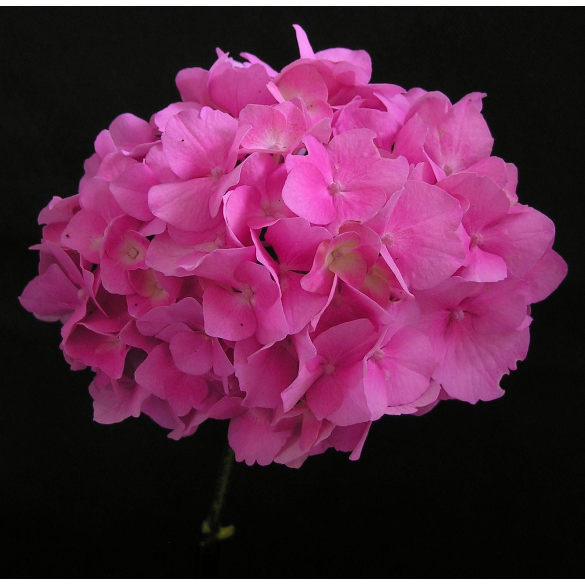 Arbust ornamental cu flori, hortensie, Hydrangea Macrophylla Gertrud ...