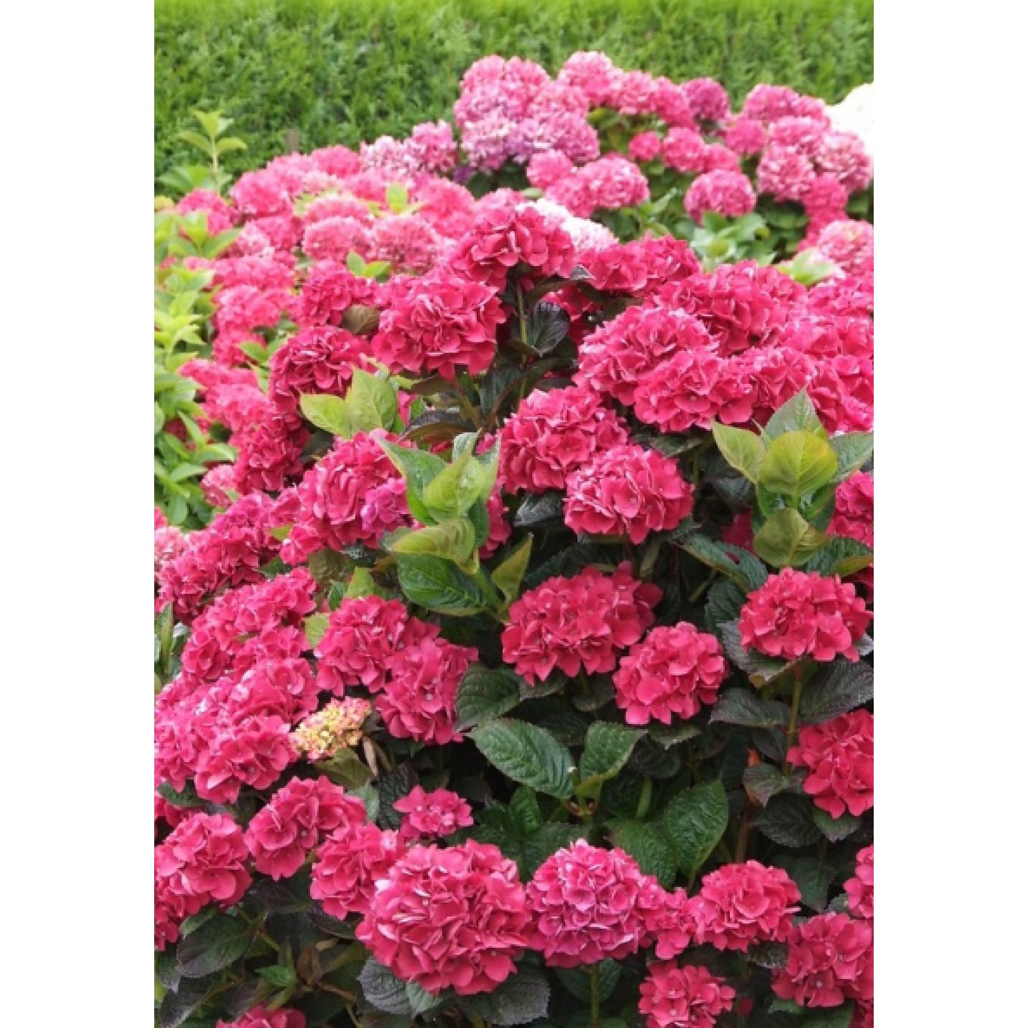 Arbust ornamental cu flori, hortensie, Hydrangea Macrophylla Gertrud ...