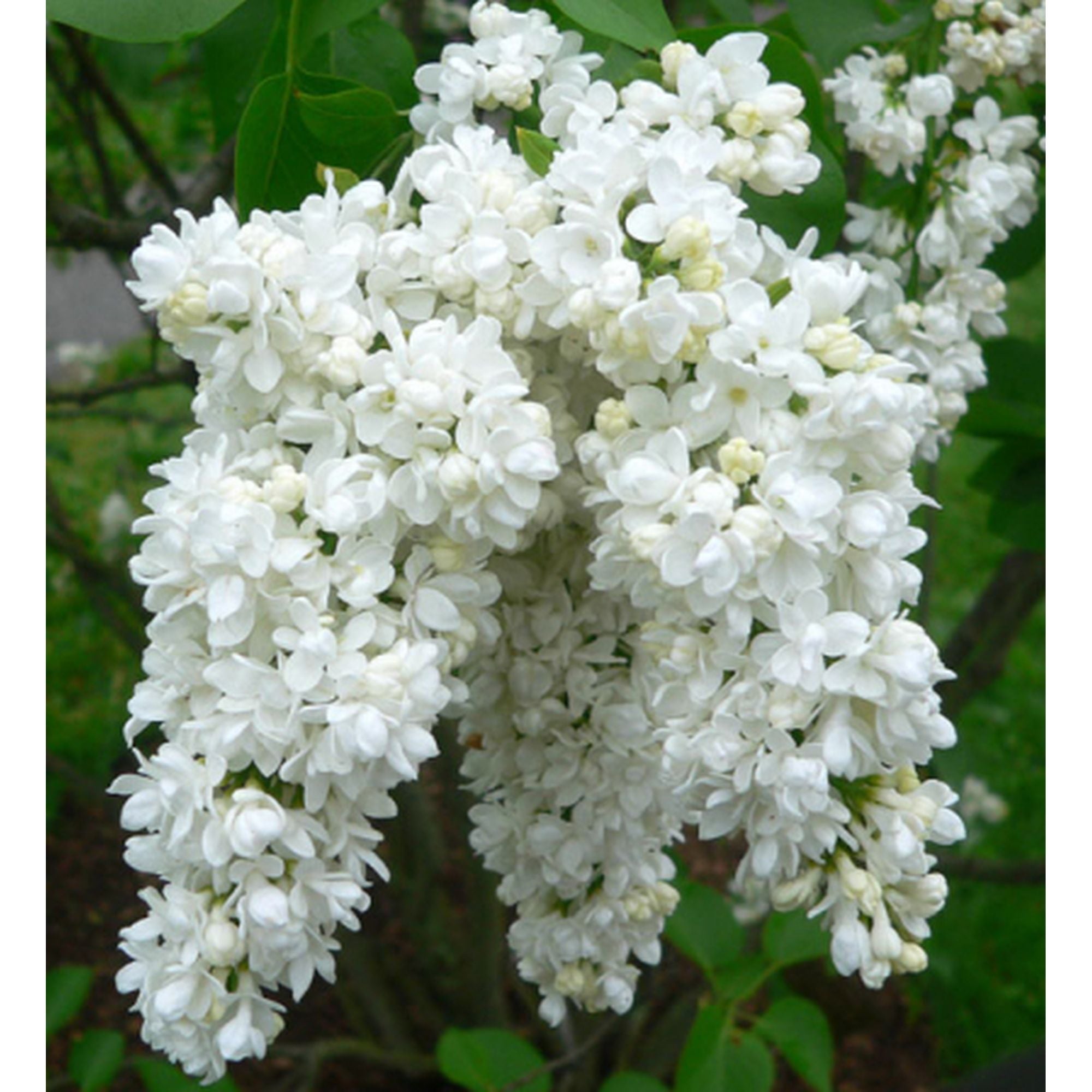 Arbust ornamental cu flori, liliac, Syringa Vulgaris Jan Van Tol, alb ...