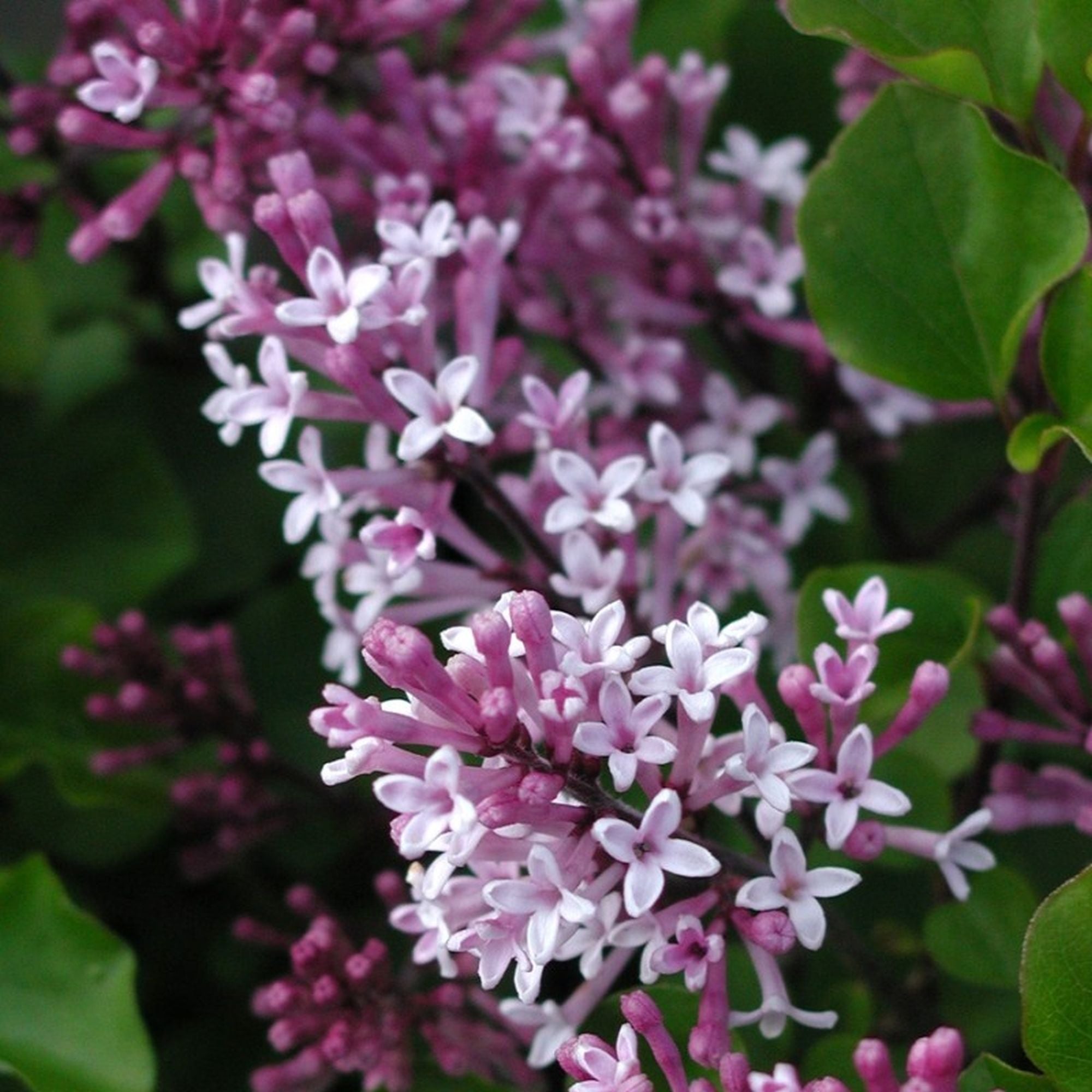 Arbust ornamental cu flori, liliac, Syringa Meyeri Palibin, roz / lila ...