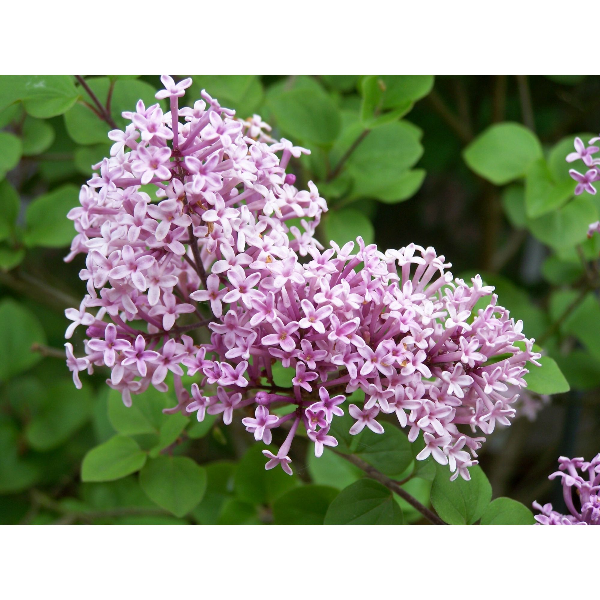 Arbust ornamental cu flori, liliac, Syringa Meyeri Palibin, roz / lila ...