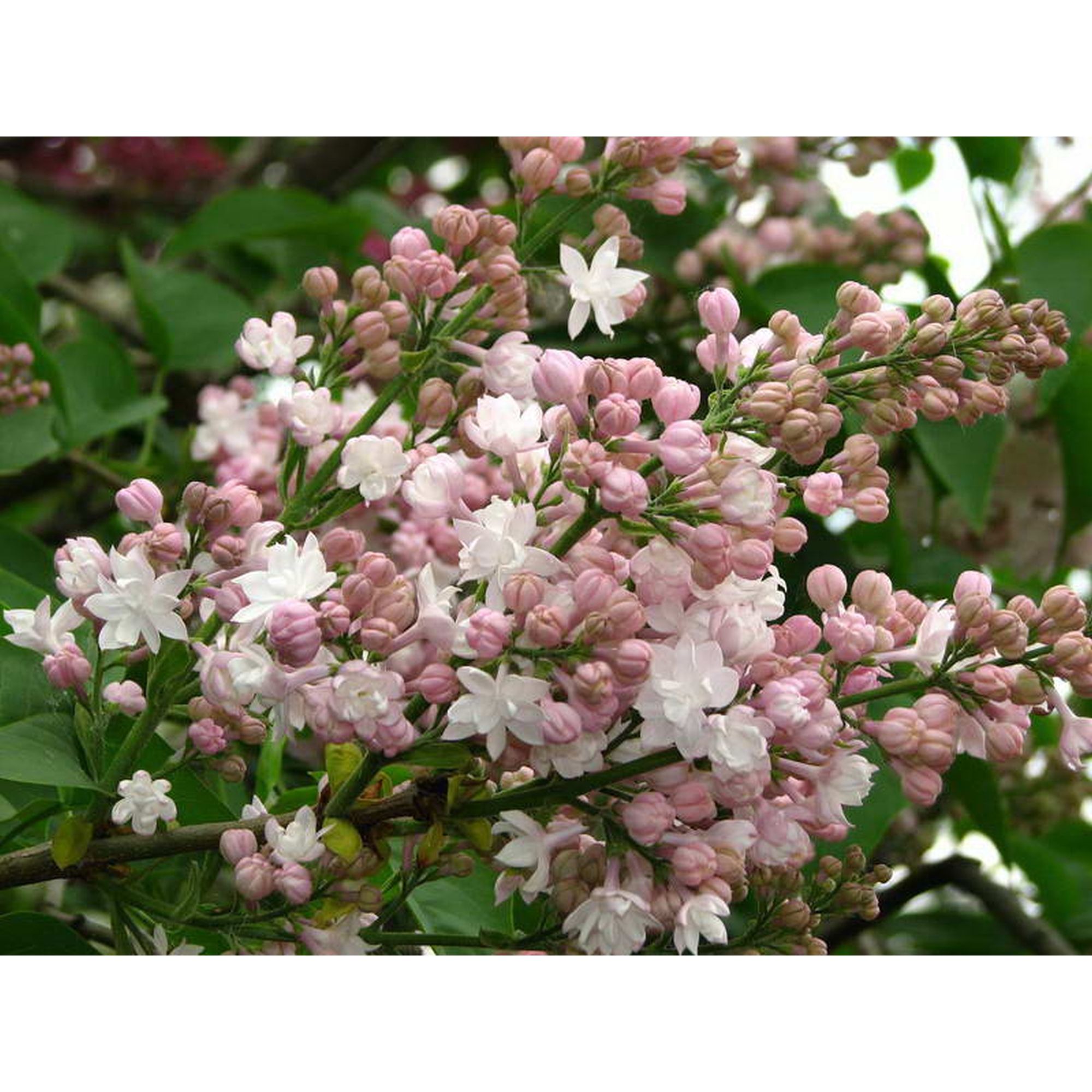 Arbust ornamental cu flori, liliac, Syringa Vulgaris Beauty of Moscow ...