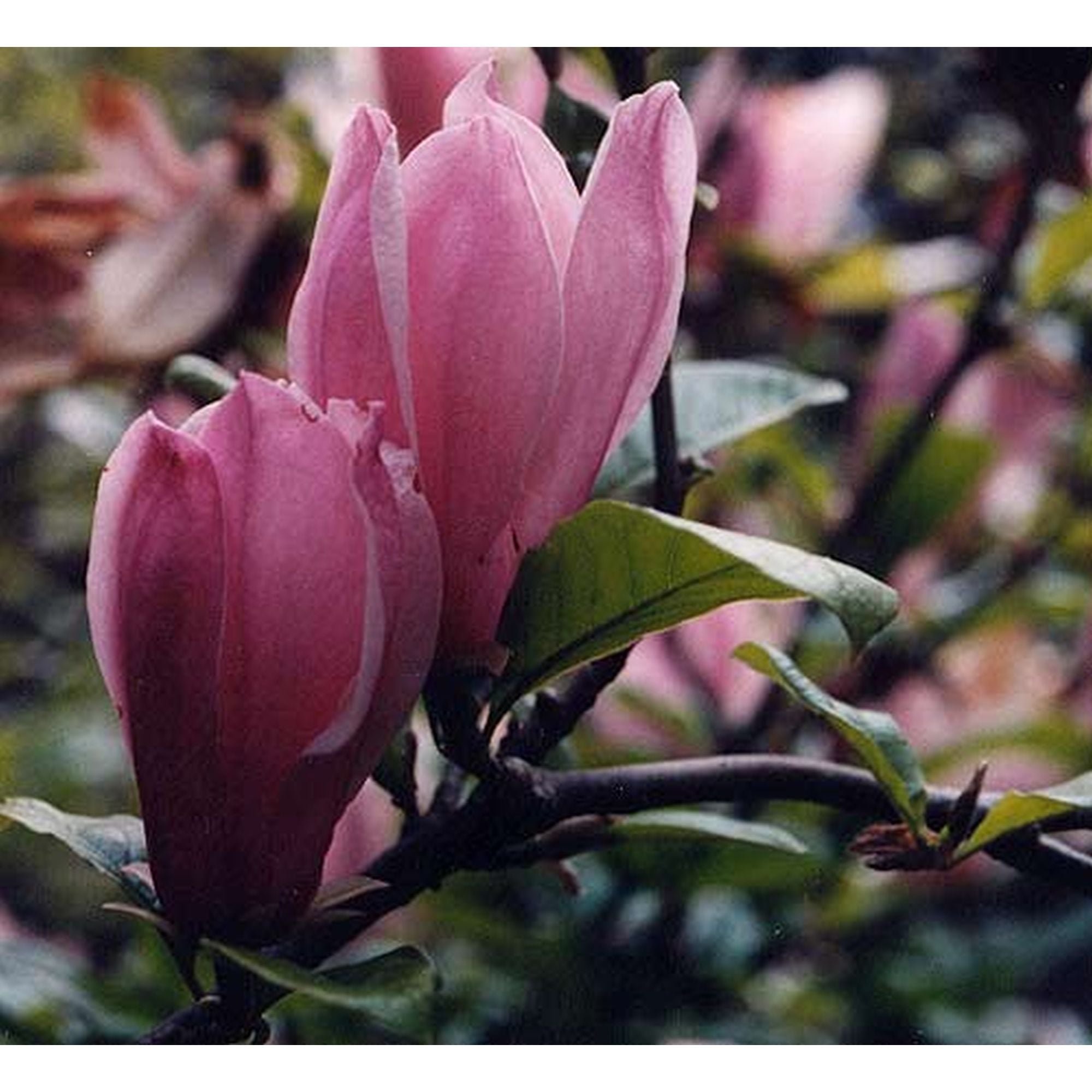 Arbust ornamental cu flori, Magnolia Hybrida George Henry Kern, roz ...