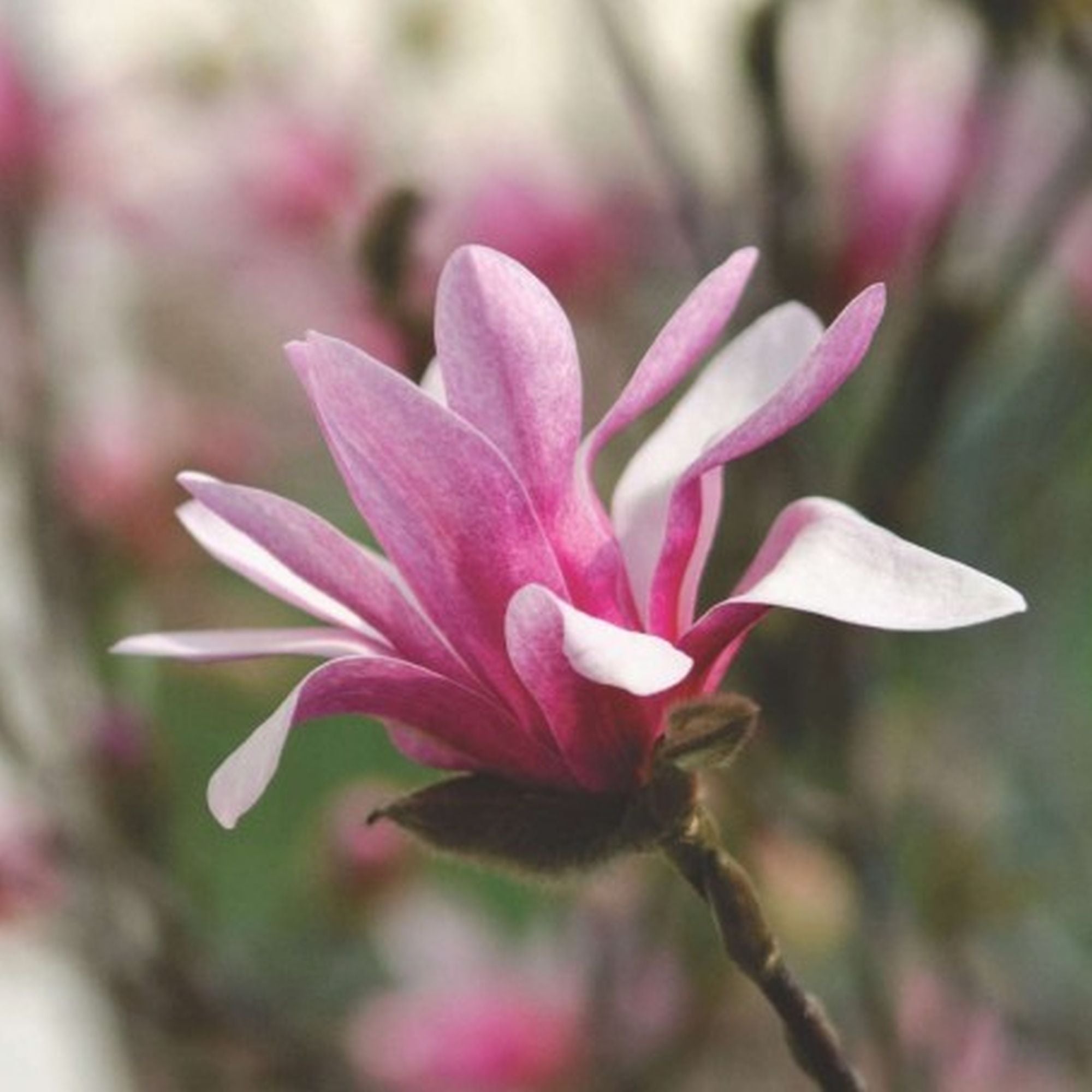 Arbust ornamental cu flori, Magnolia Hybrida George Henry Kern, roz ...
