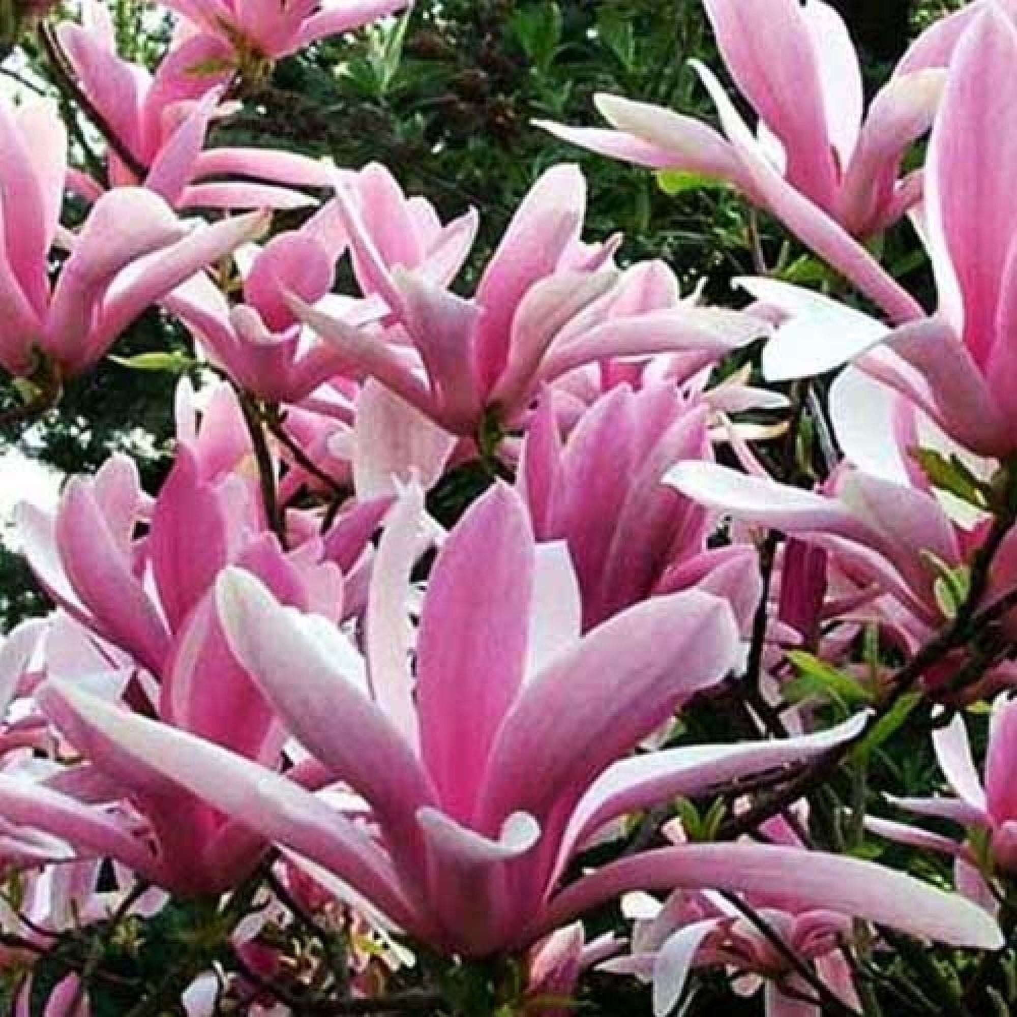 Arbust ornamental cu flori, Magnolia Liliiflora X Betty, roz, ghiveci D ...