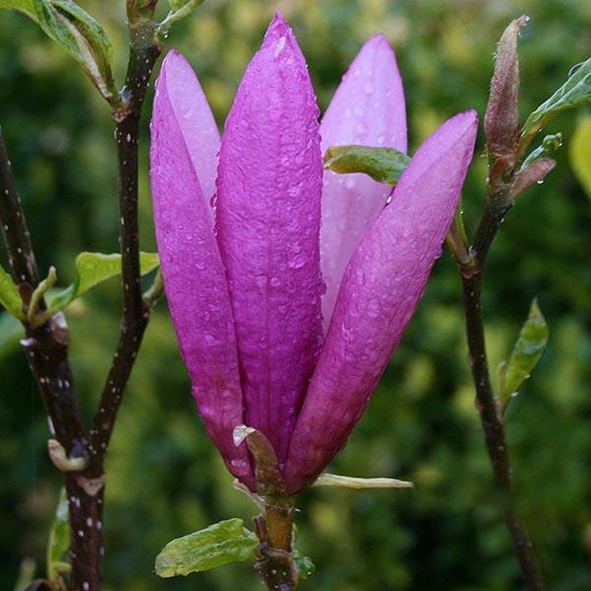 Arbust ornamental cu flori, Magnolia Liliiflora X Betty, roz, ghiveci D ...