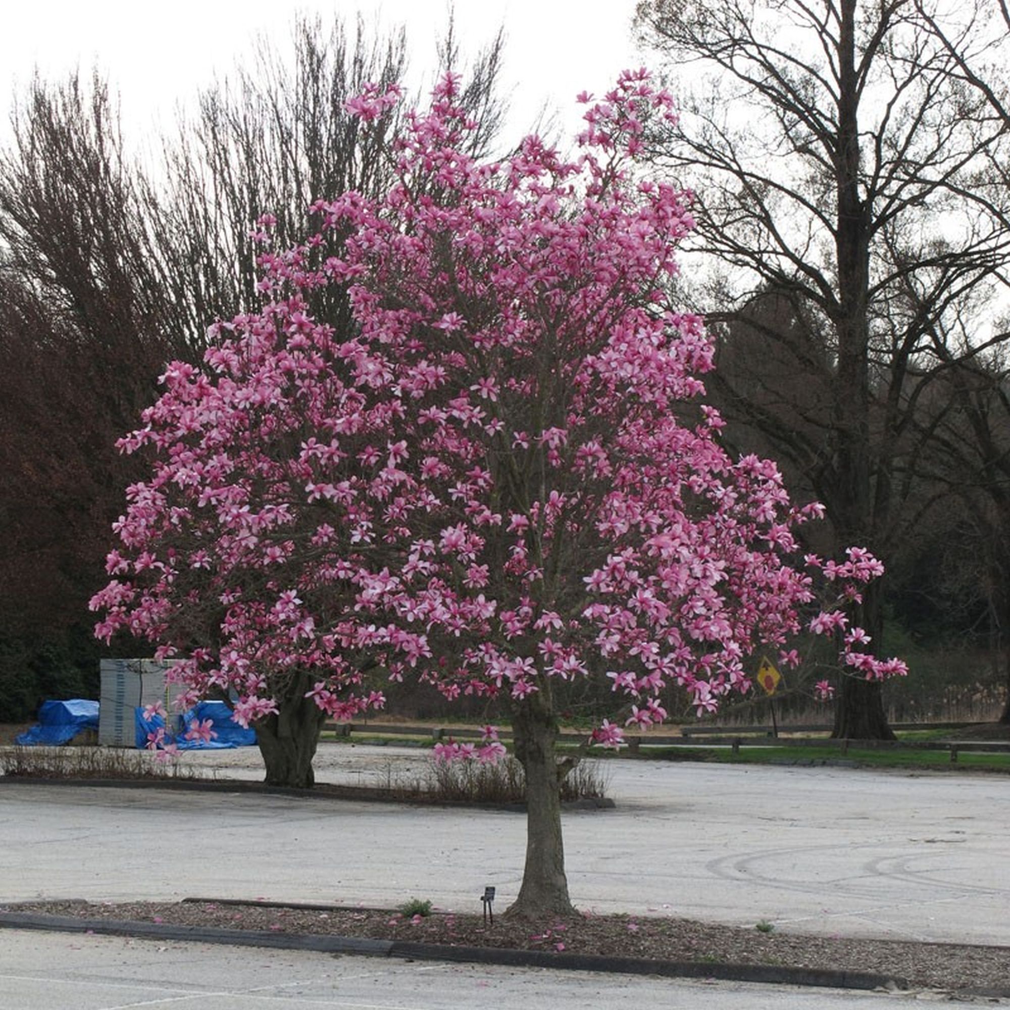 Arbust ornamental cu flori, Magnolia Galaxy, roz, ghiveci D 9 cm, Yurta