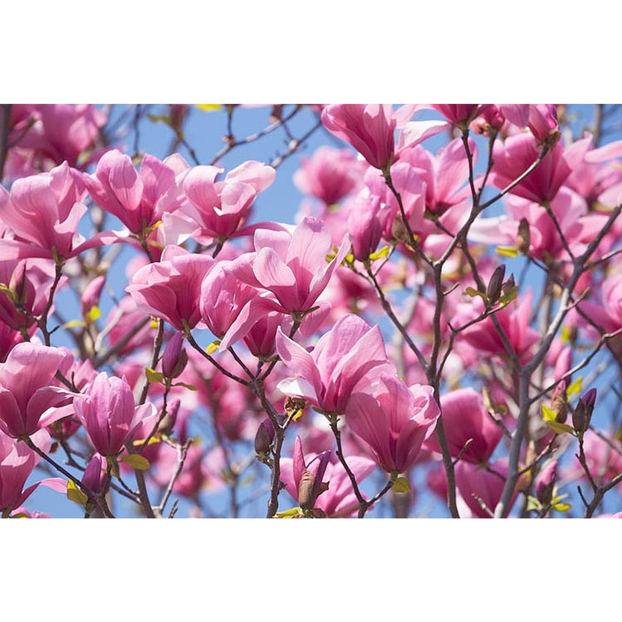 Arbust ornamental cu flori, Magnolia Galaxy, roz, ghiveci D 9 cm, Yurta