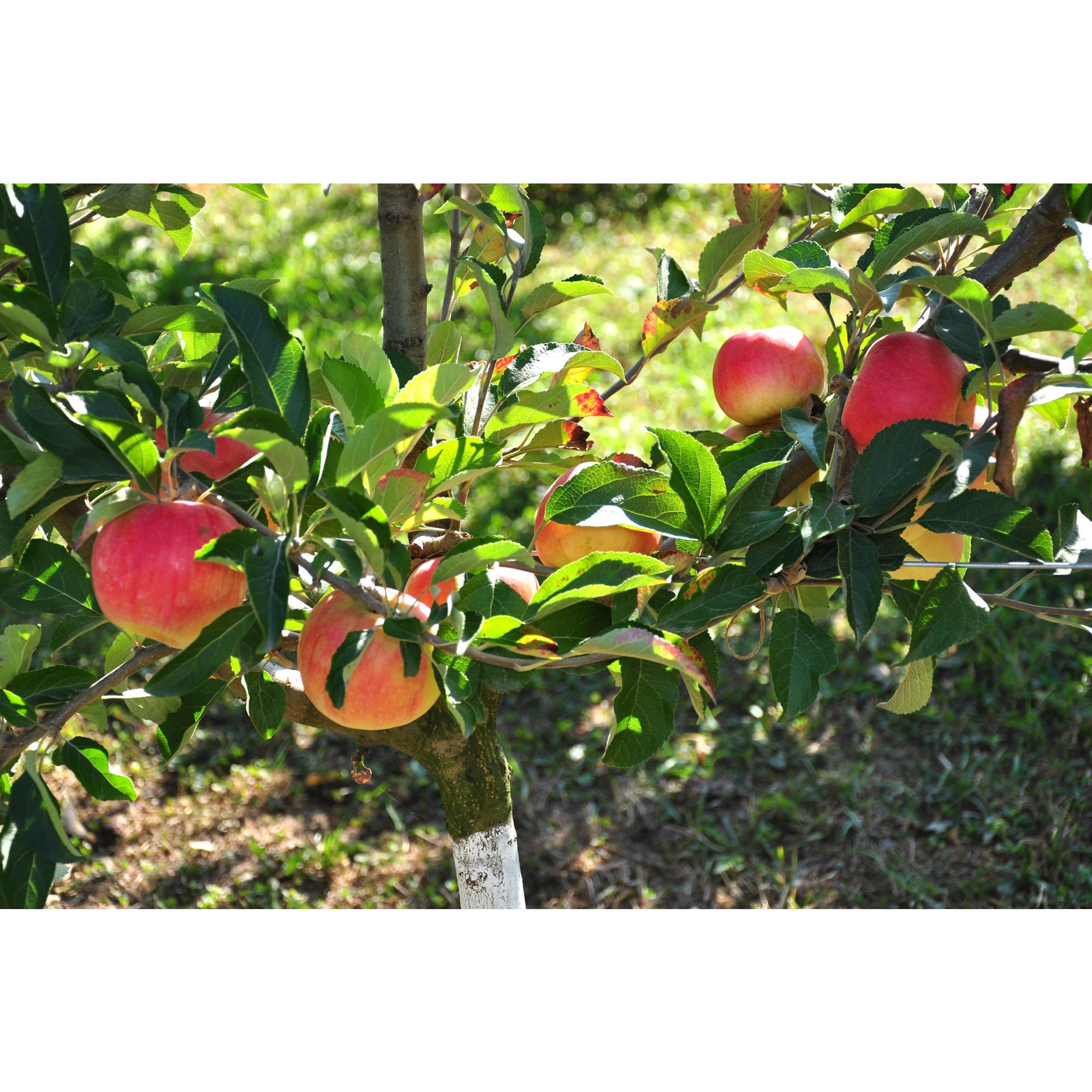 Pom fructifer mar Jonagold, H 121-150 cm, rosu