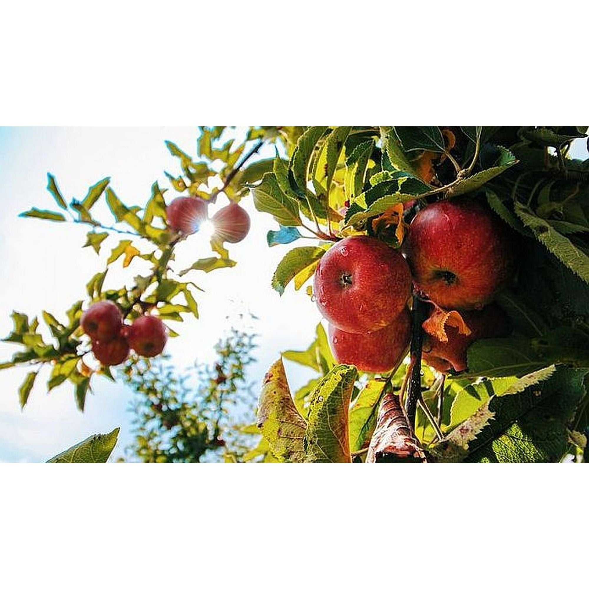 Pom fructifer mar Jonagold, H 121-150 cm, rosu