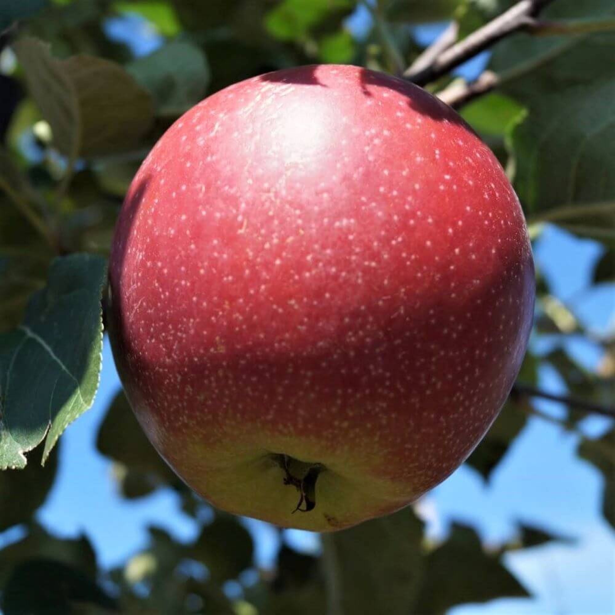 Pom fructifer mar Summerred, H 121-150 cm, rosu