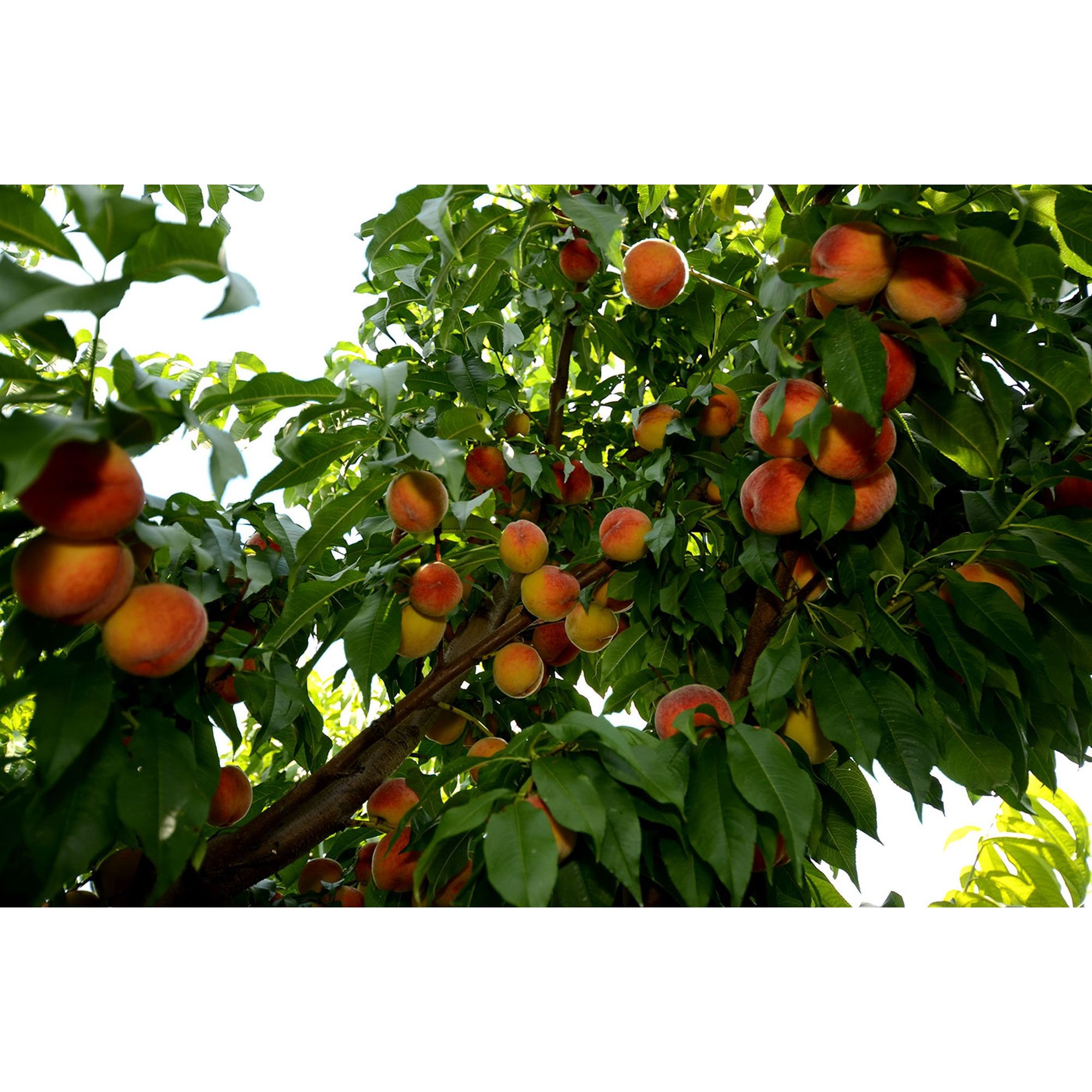 Pom fructifer piersic Inka, H 121-150 cm, galben/portocaliu