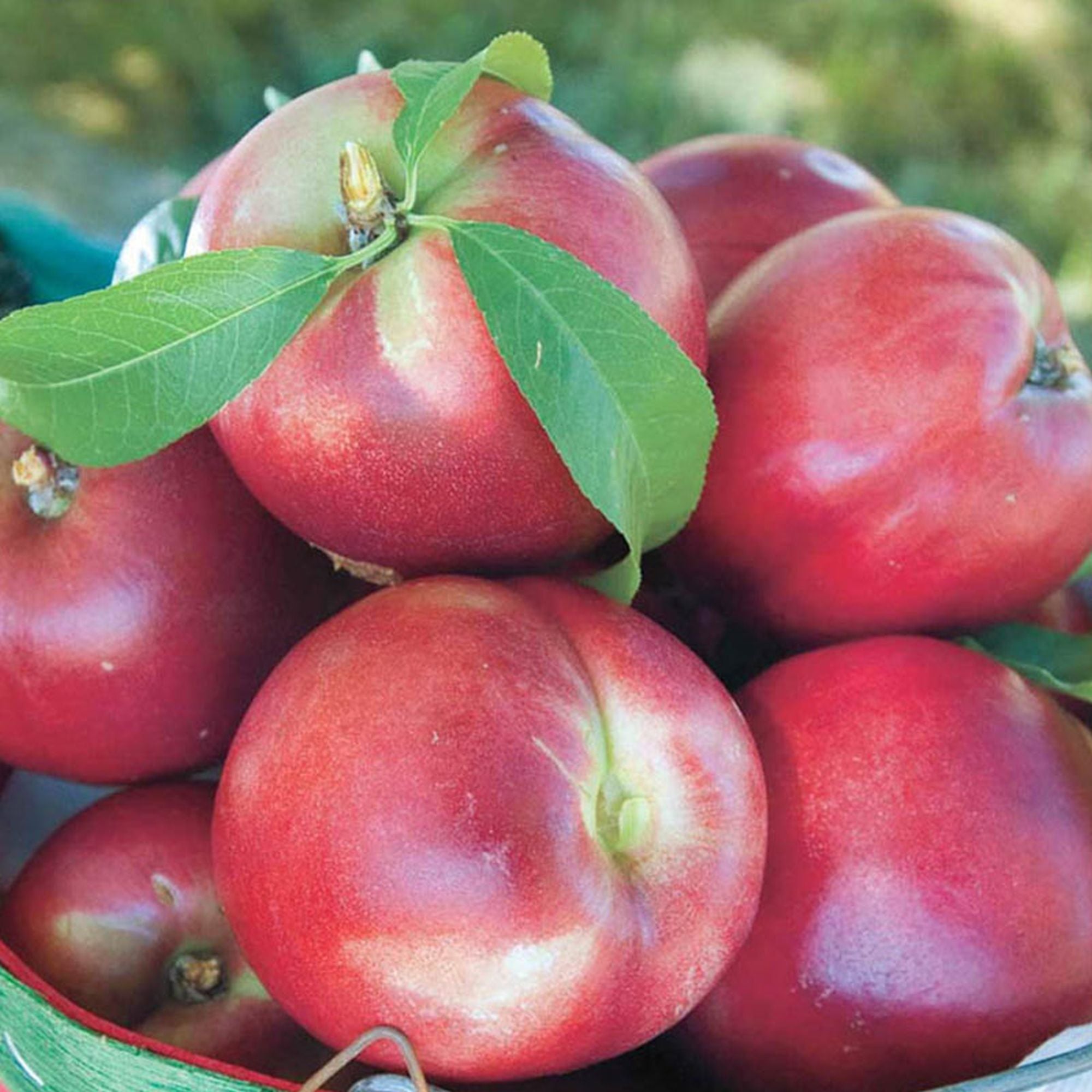 Pom fructifer nectarin Harco, H 121-150 cm, galben/portocaliu