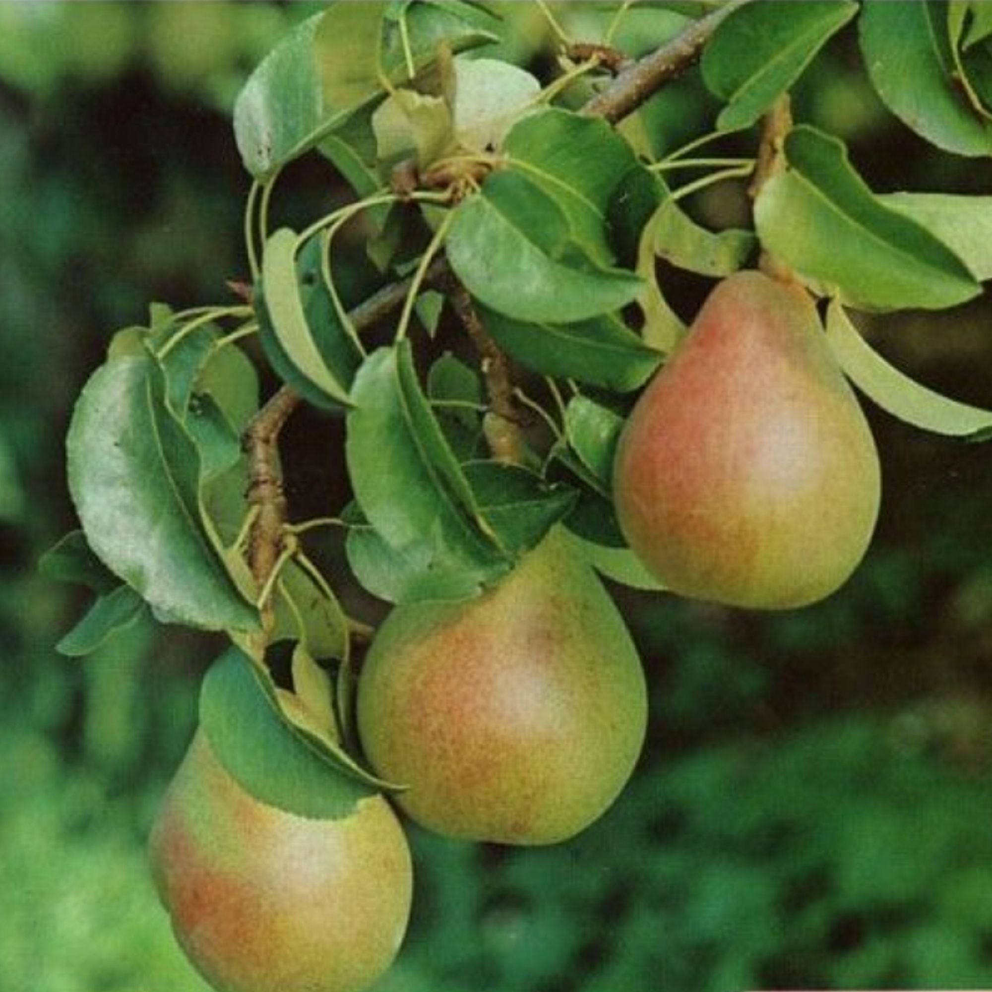 Pom fructifer par Columnar Concord, H 81-120 cm, galben
