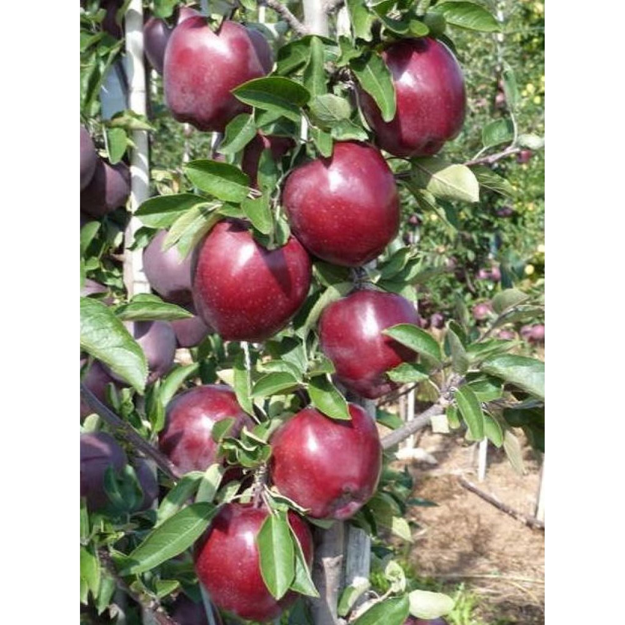 Pom fructifer mar Columnar Traian, H 81-120 cm, rosu