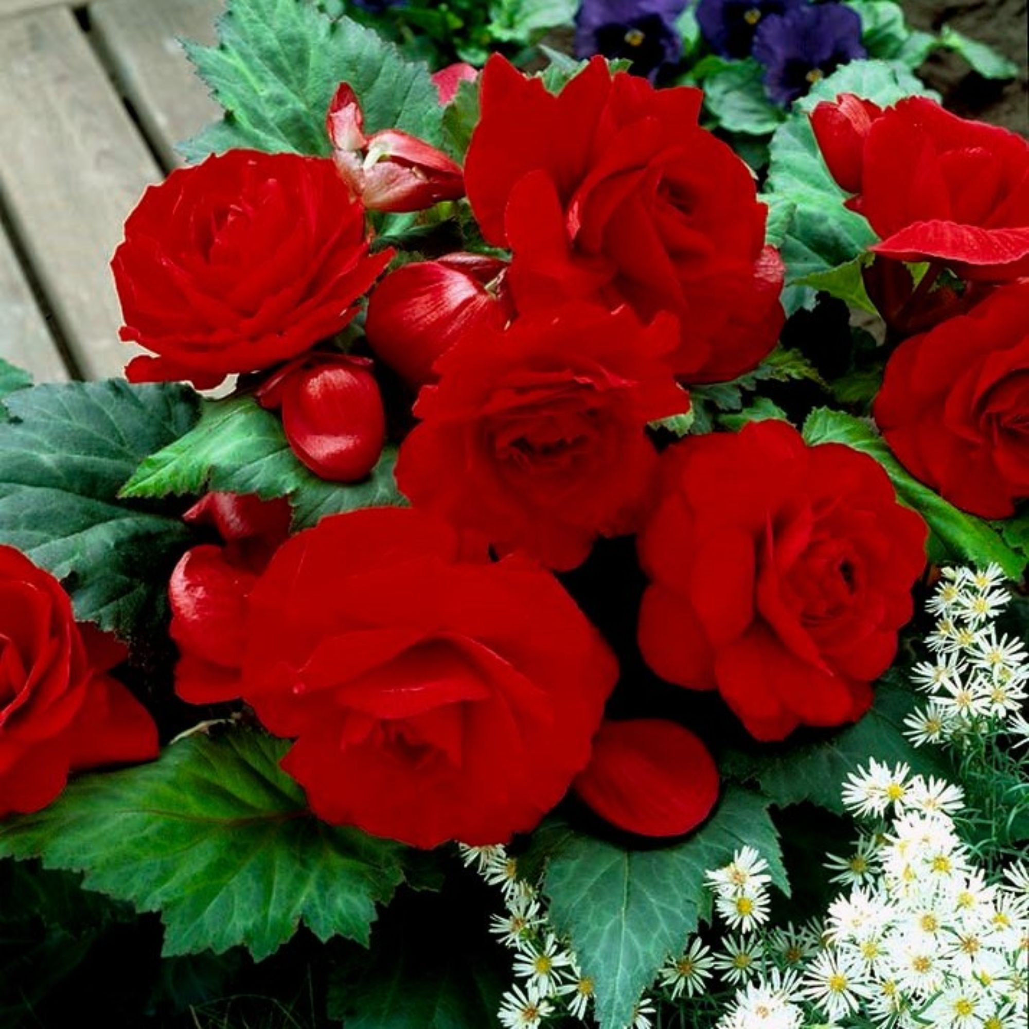 Bulb begonia Agrosel, rosie