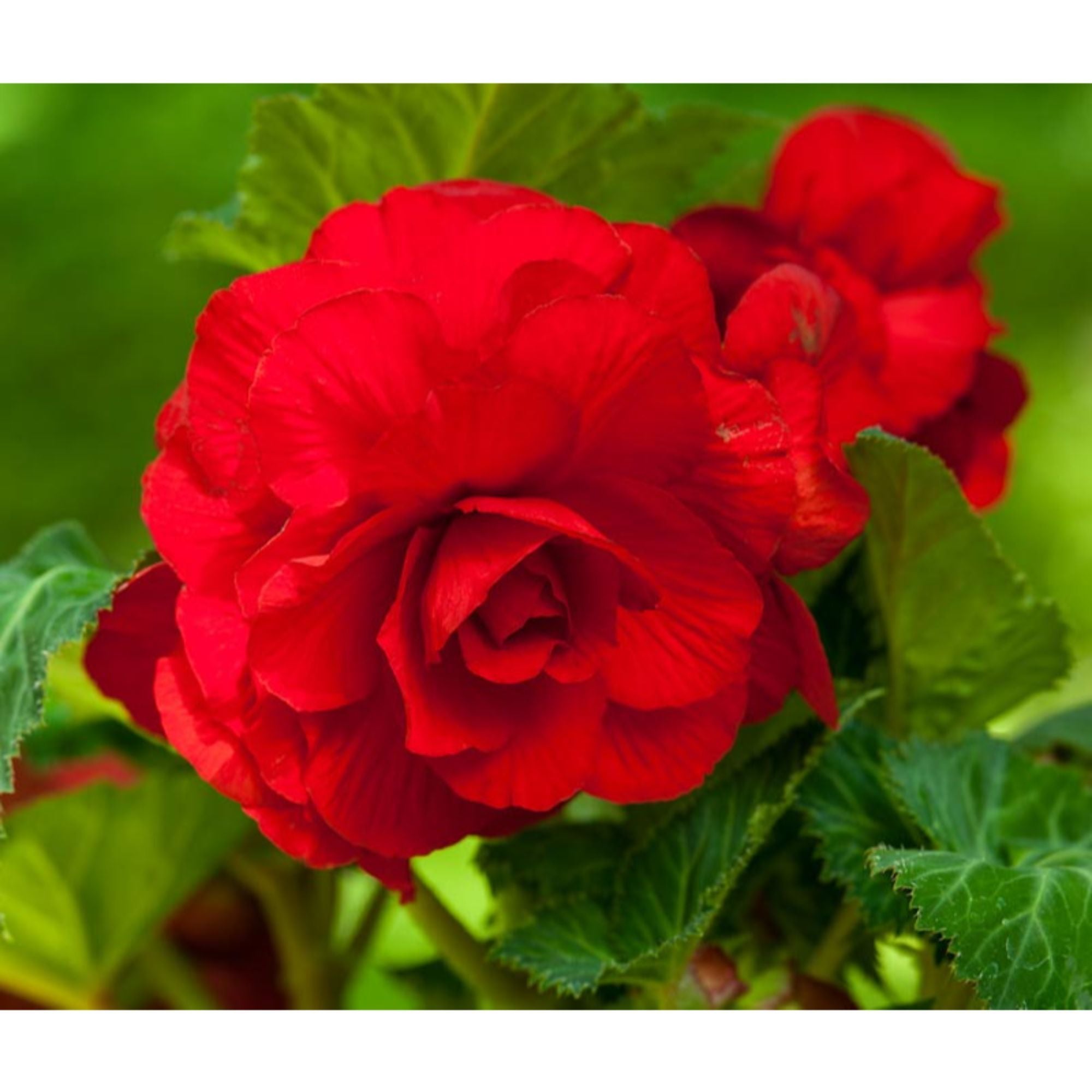 Bulb begonia Agrosel, rosie