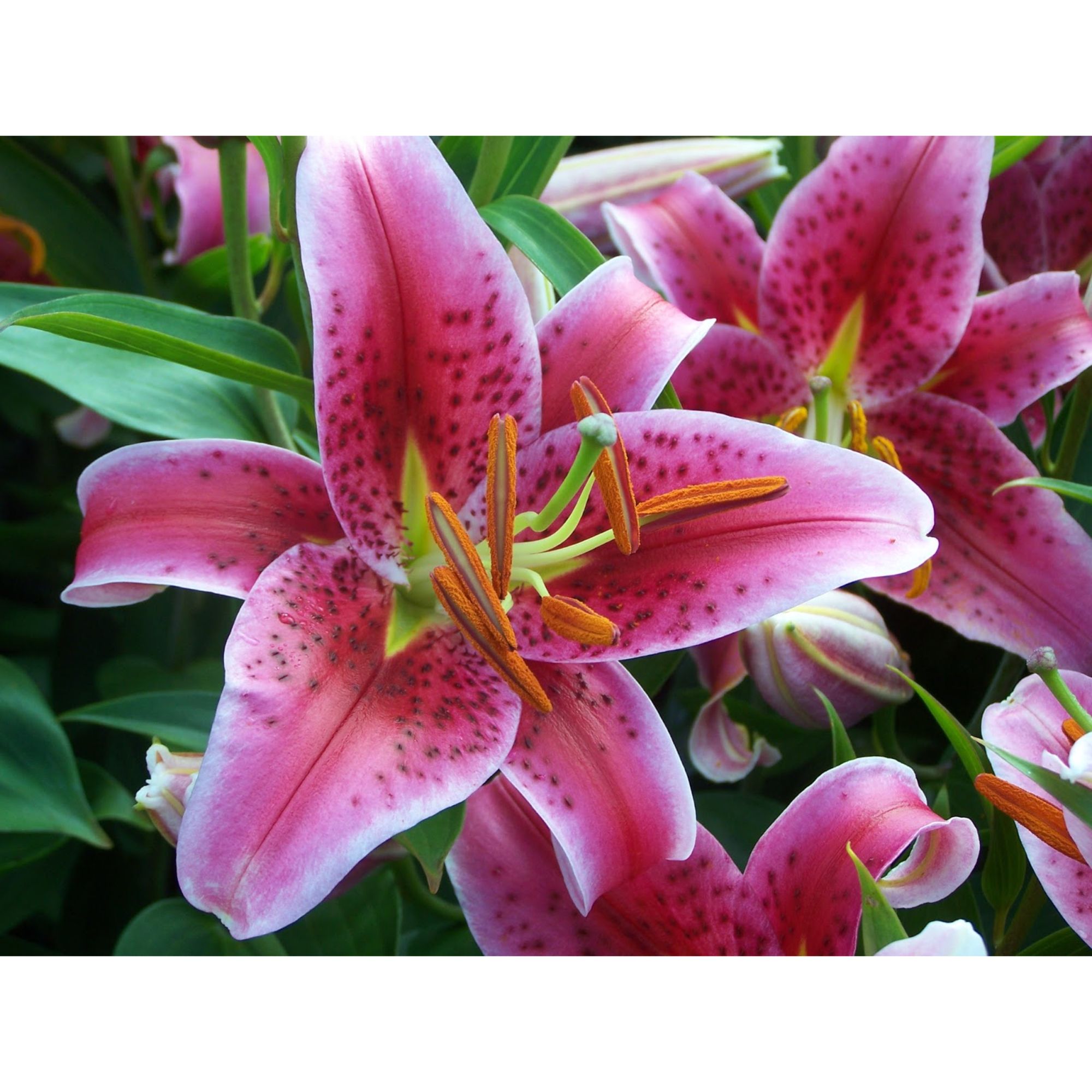 Bulbi crin Agrosel, roz/mov (2 buc)