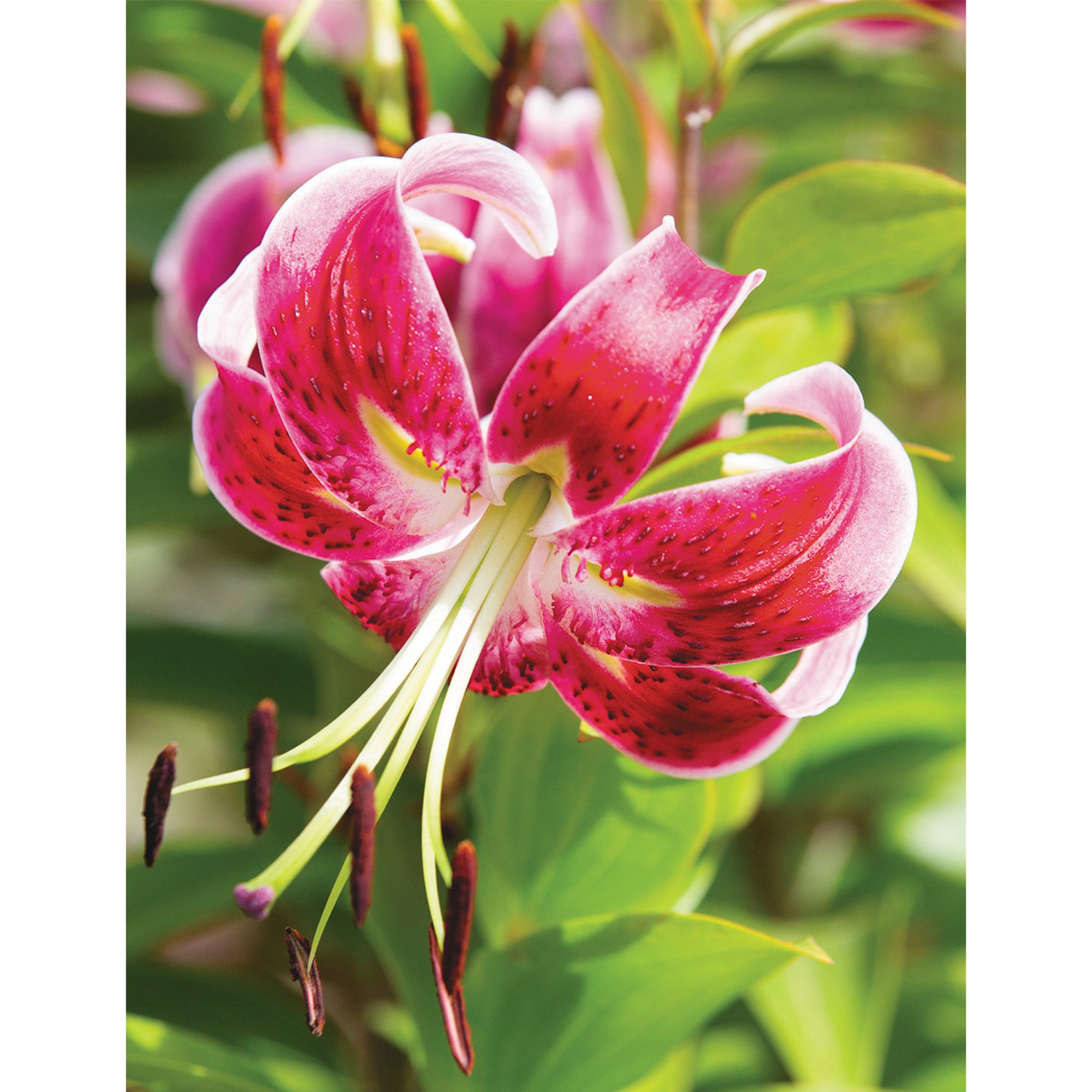 Bulbi crin Agrosel, roz/mov (2 buc)