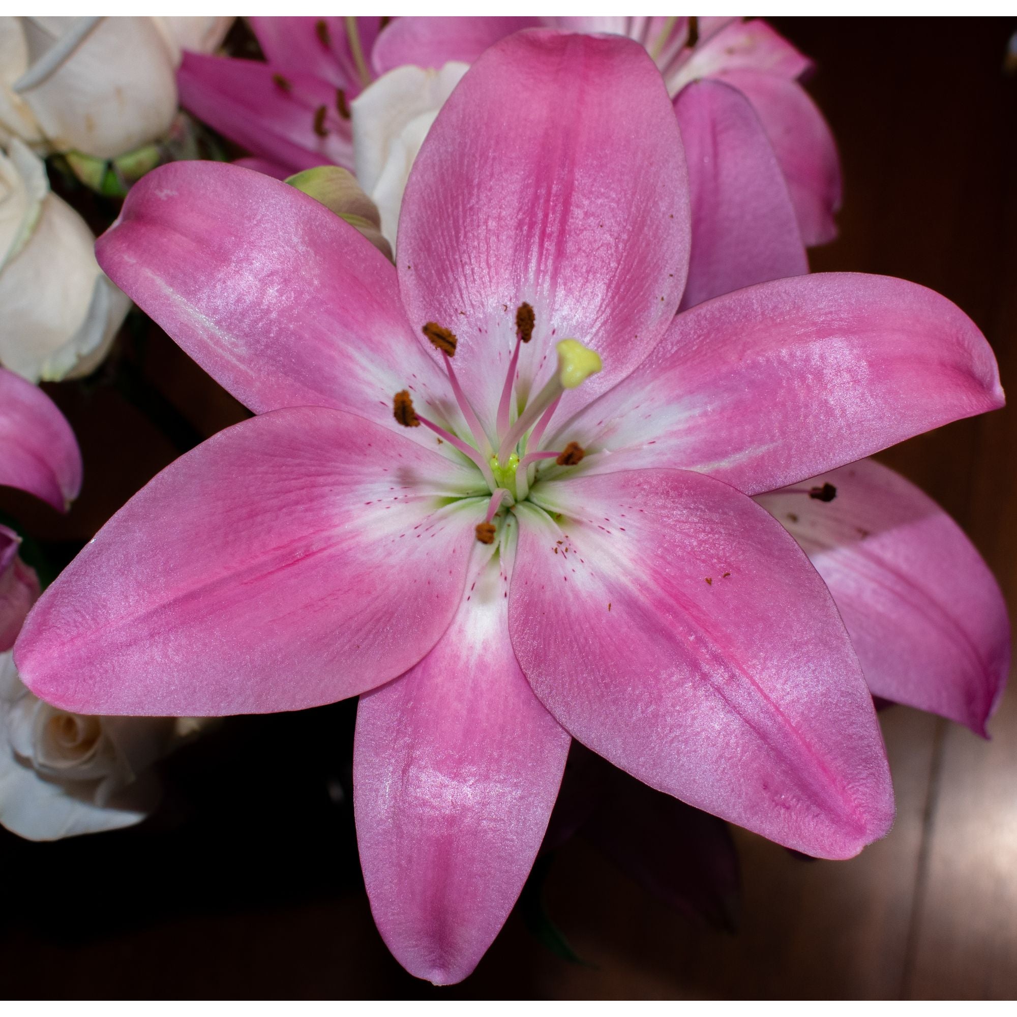 Bulbi crin Starsem, roz (2 buc)