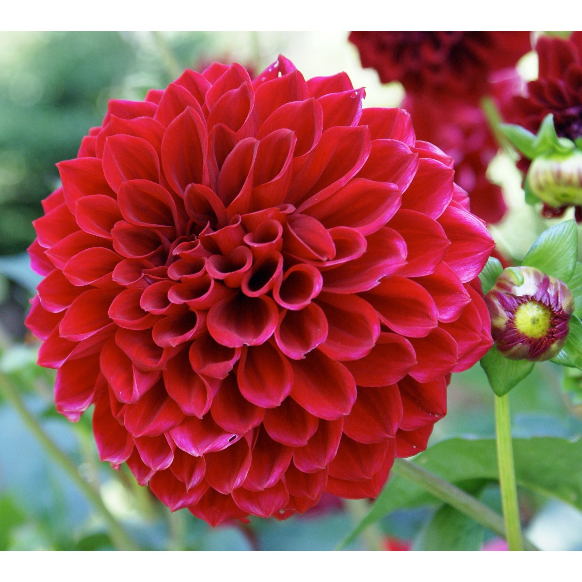 Bulb dalie Ellen Starsem, rosie