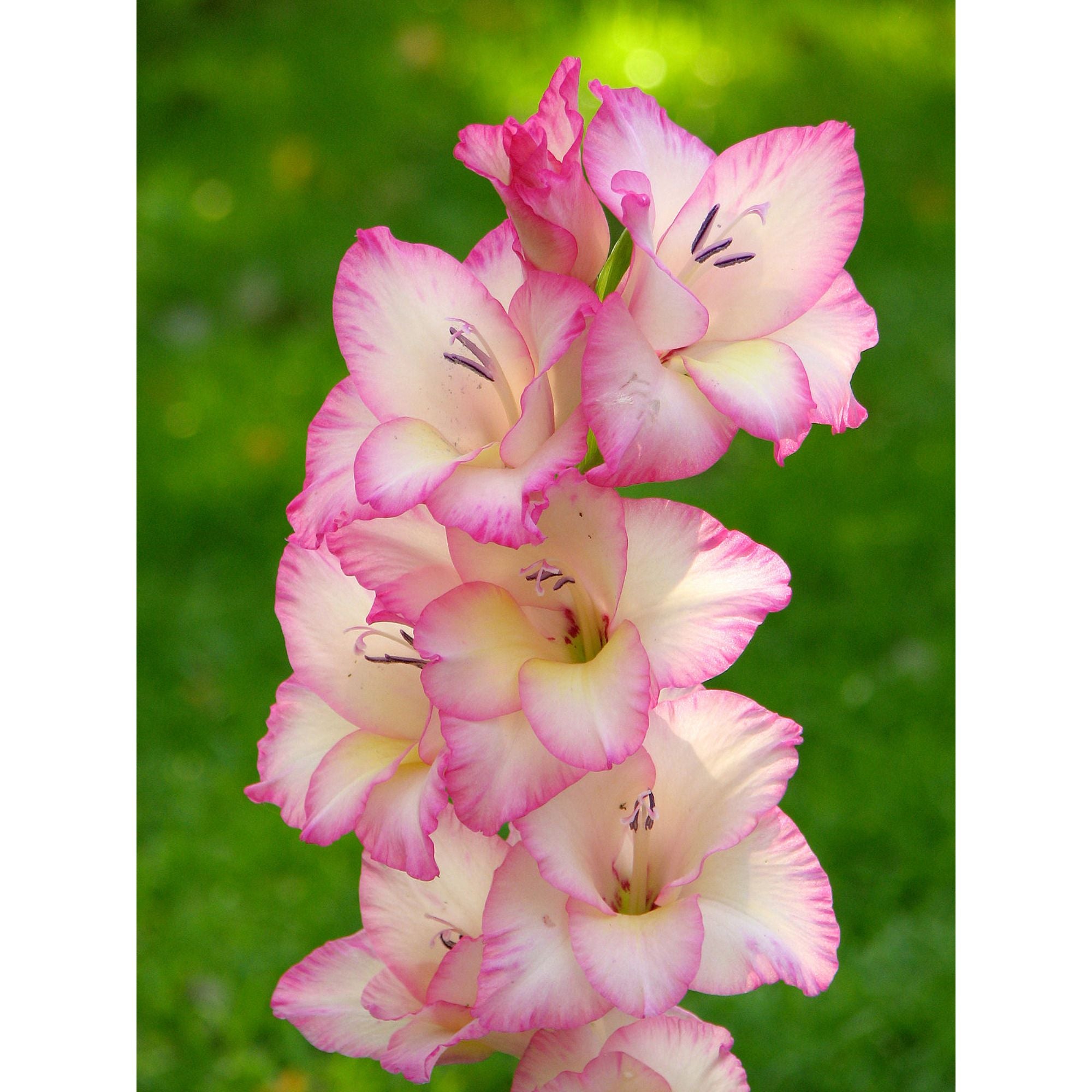 Bulbi gladiole Starsem, roz (5 buc)