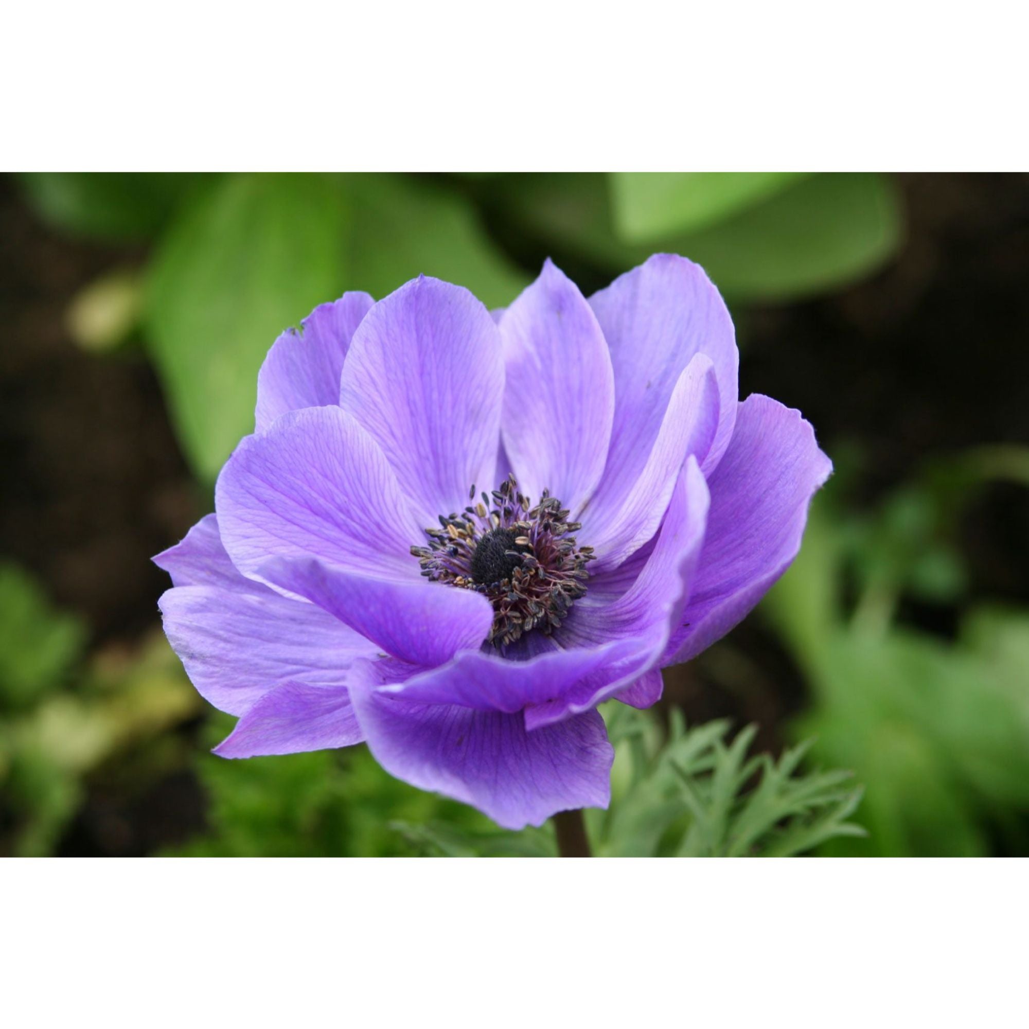 Bulbi frezii/anemone, in tava biodegradabila, galbene/mov (19 buc)