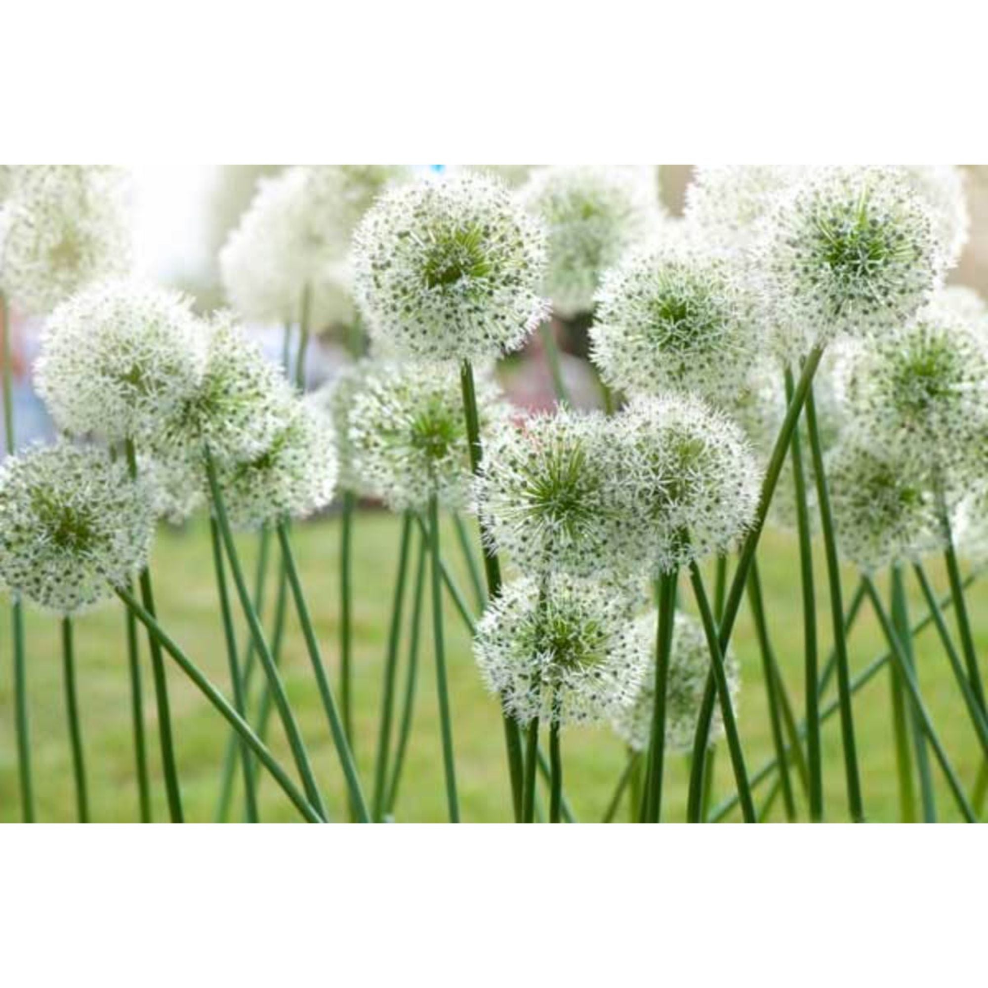 Bulbi cale/allium, in tava biodegradabila, roz/alb (19 buc)