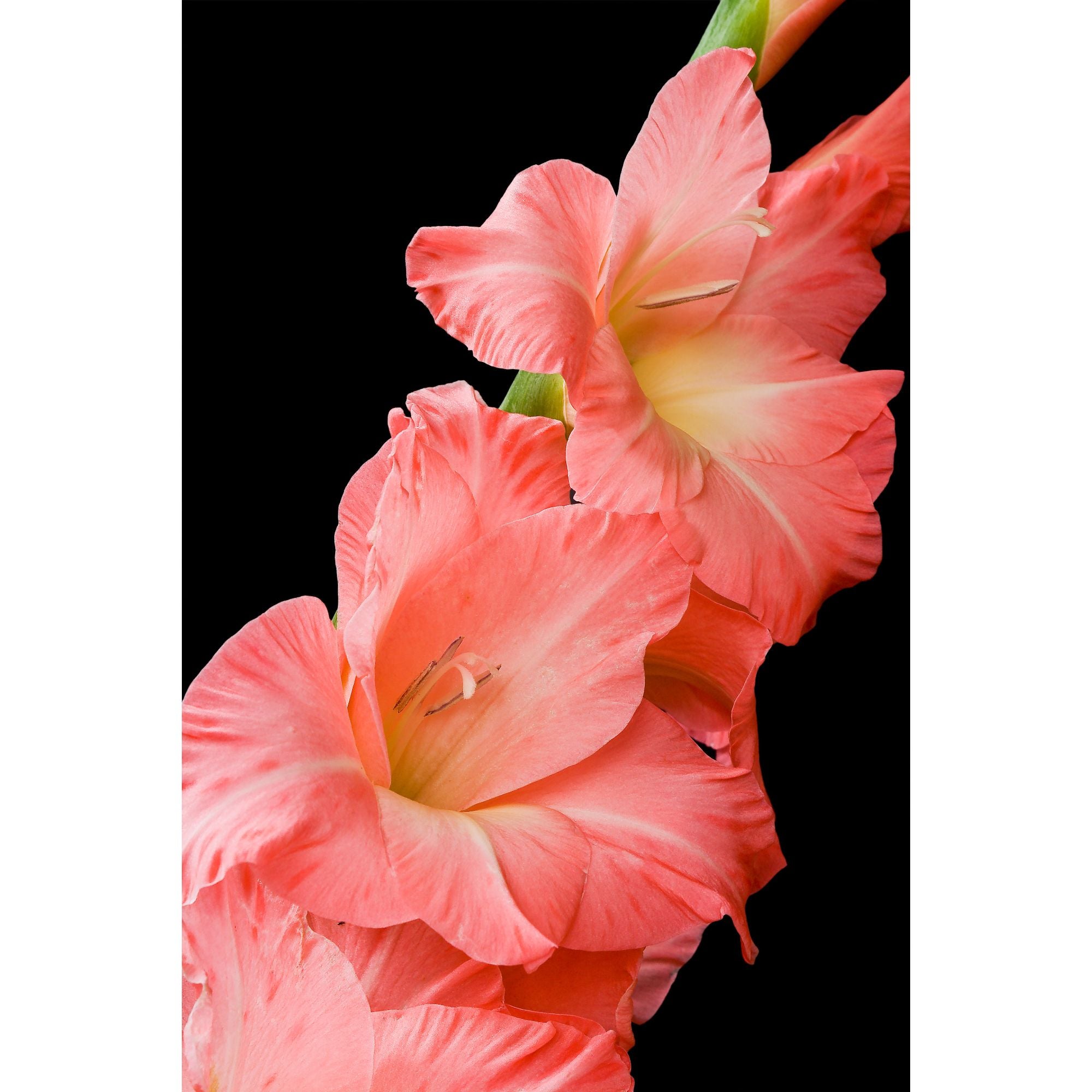 Bulbi gladiole Gerona, roz (7 buc)