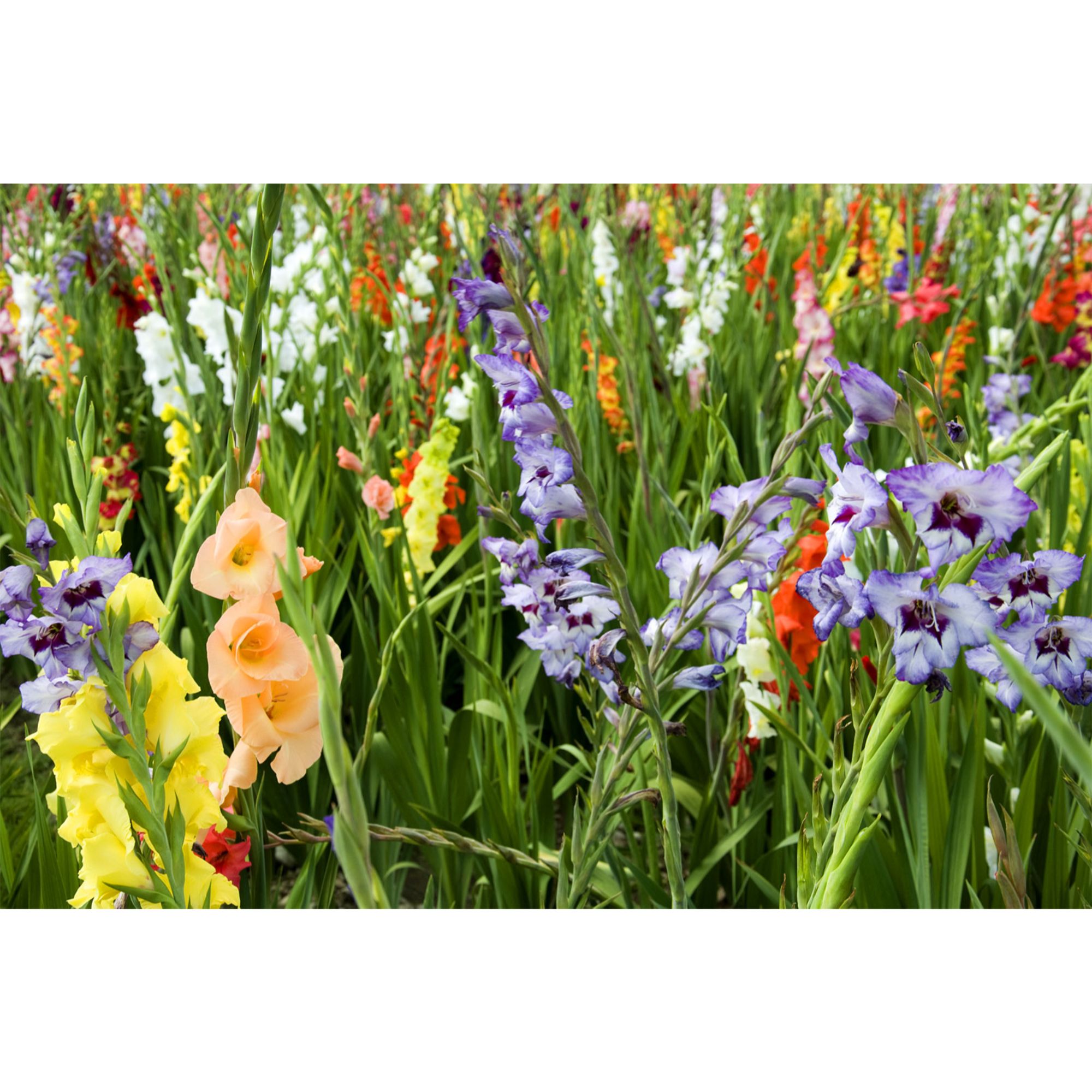 Bulbi gladiole Gerona, roz (7 buc)