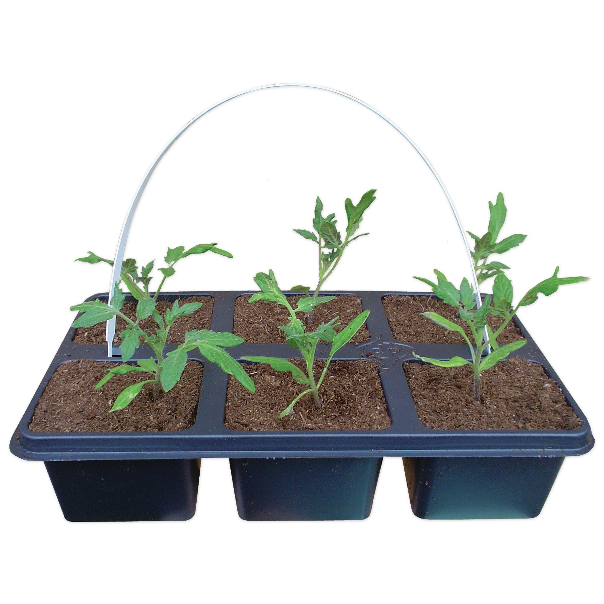 Tava cu rasaduri, soi de tomate Rozali, Solanum lycopersicum, 6 bucati