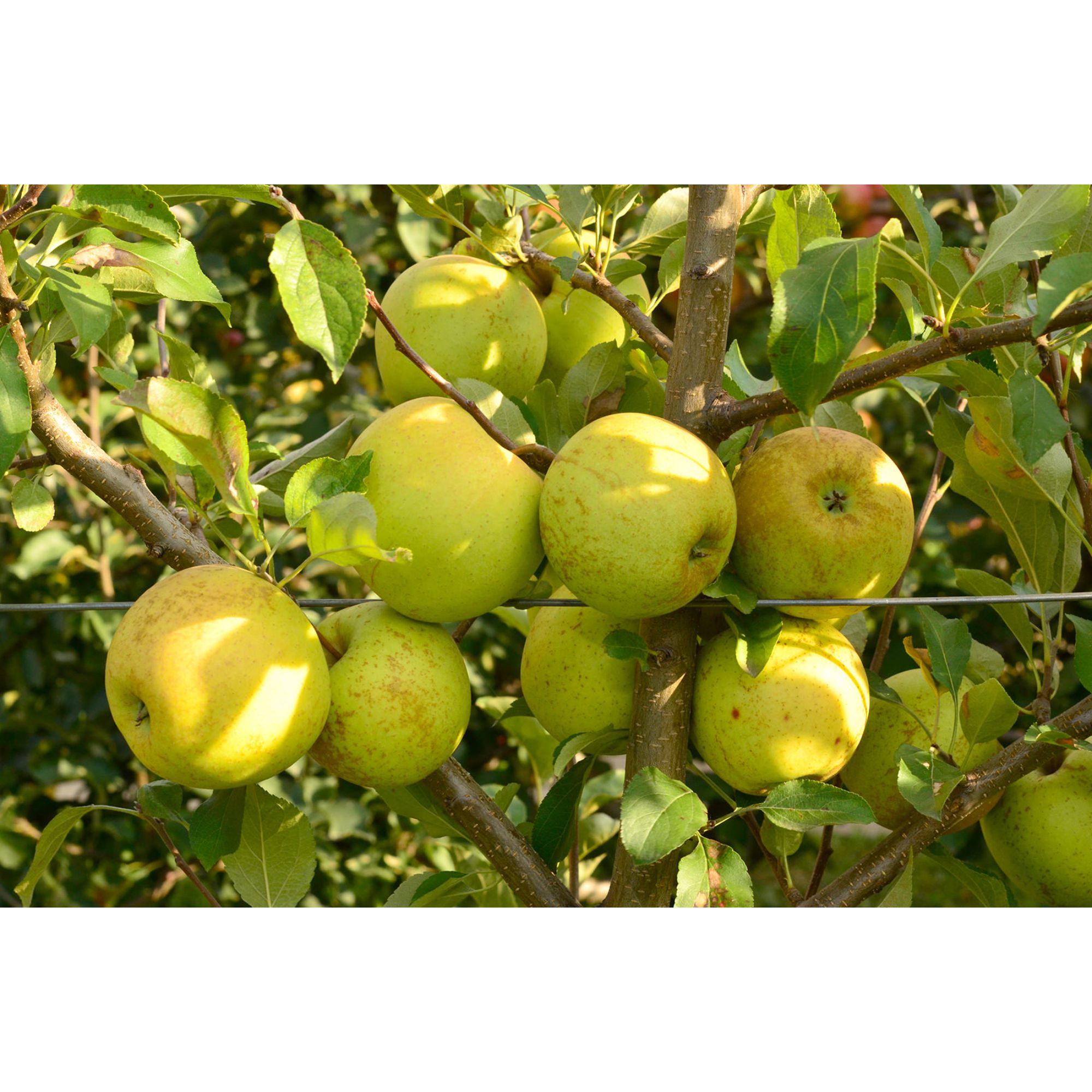 Pom fructifer mar Golden B, H 121-150 cm, galben