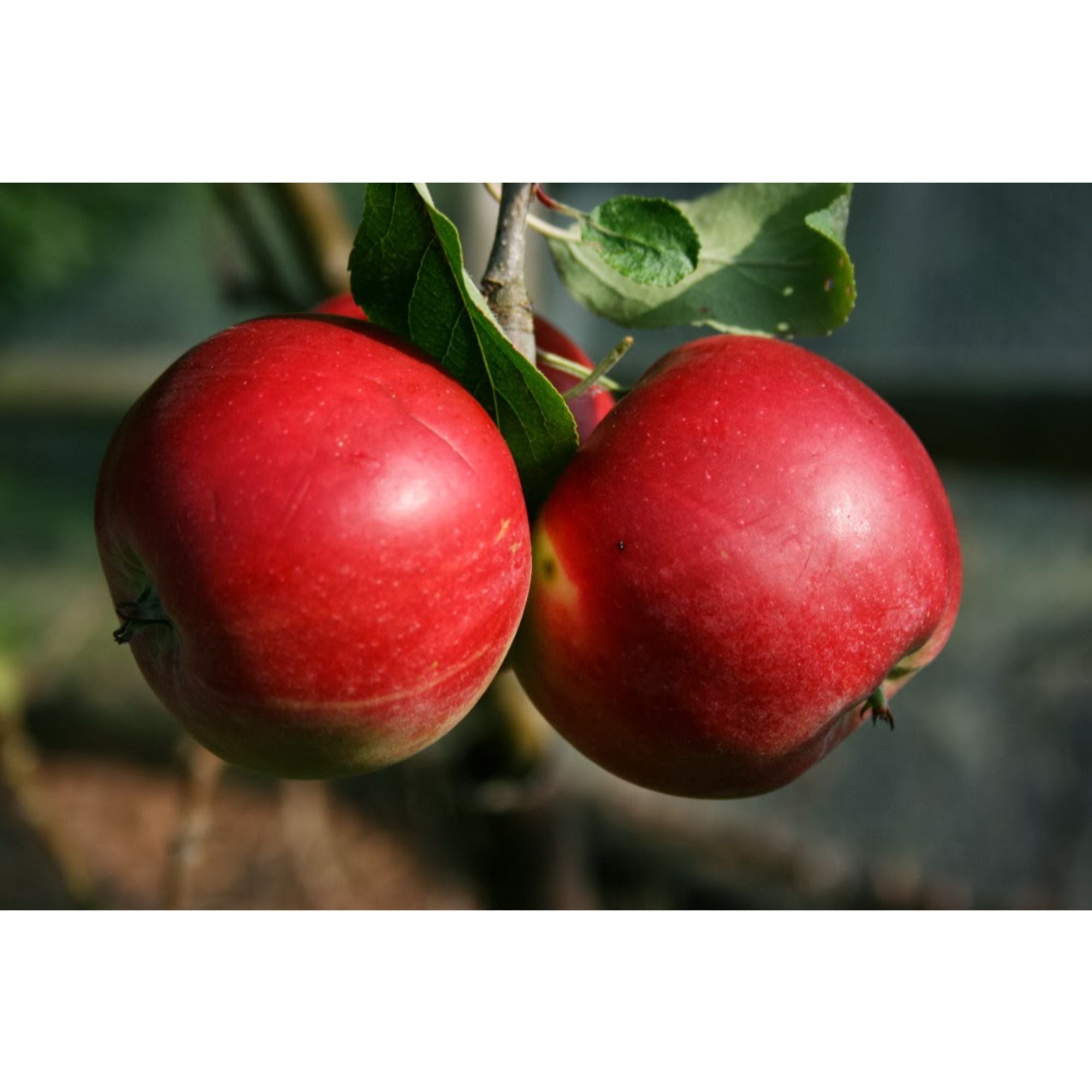 Pom fructifer mar Scarlet, H 121-150 cm, rosu