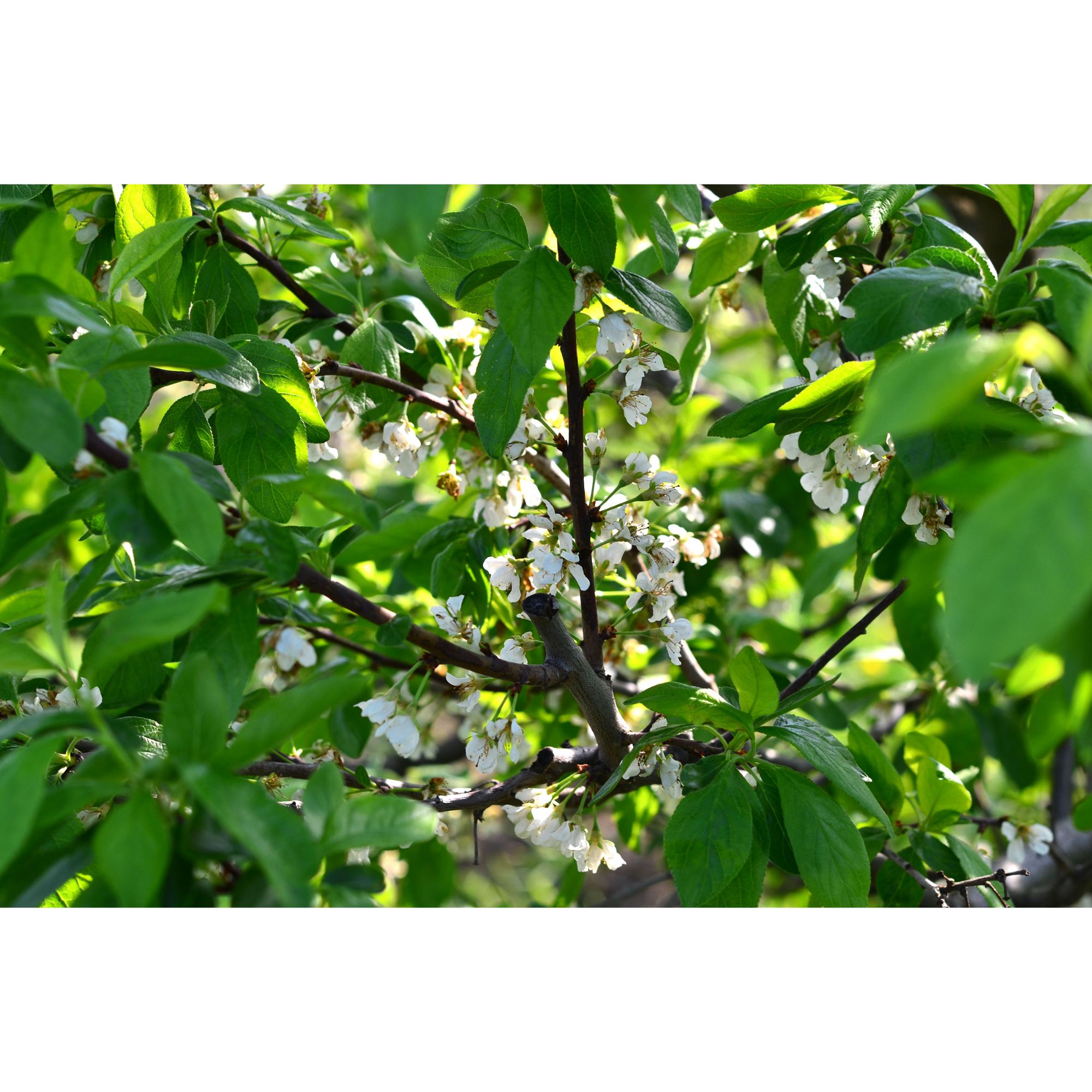 Pom fructifer prun Black Diamond, H 121-150 cm, albastru/mov
