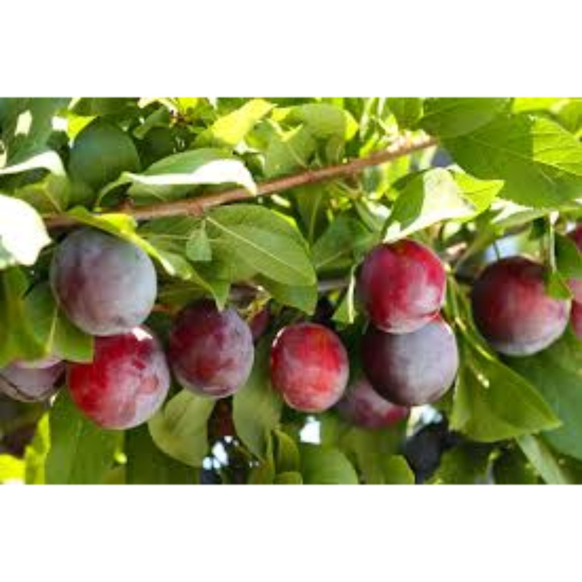 Pom fructifer prun Santa Rosa, H 121-150 cm, albastru/mov