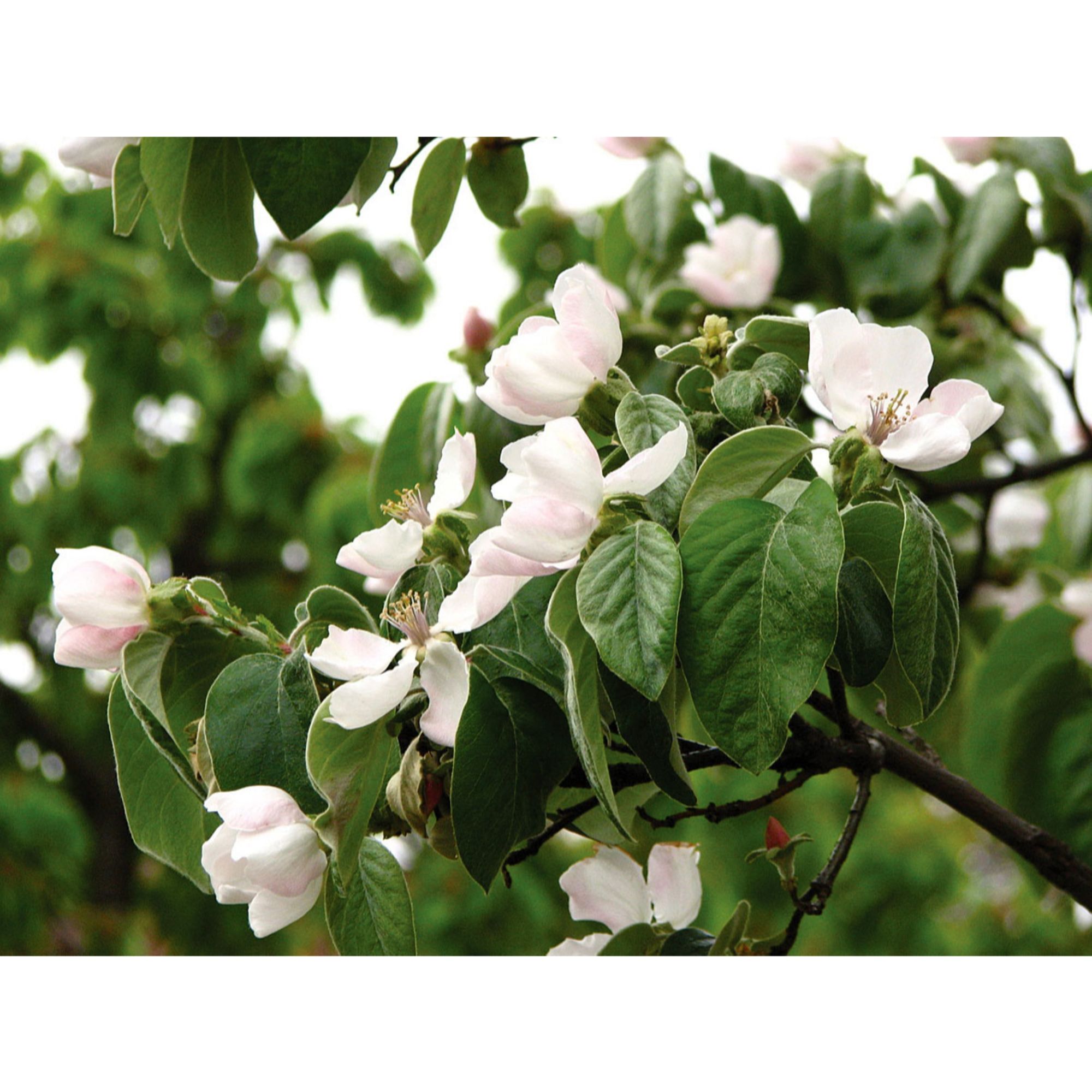 Pom fructifer gutui Gigants, H 121-150 cm, galben