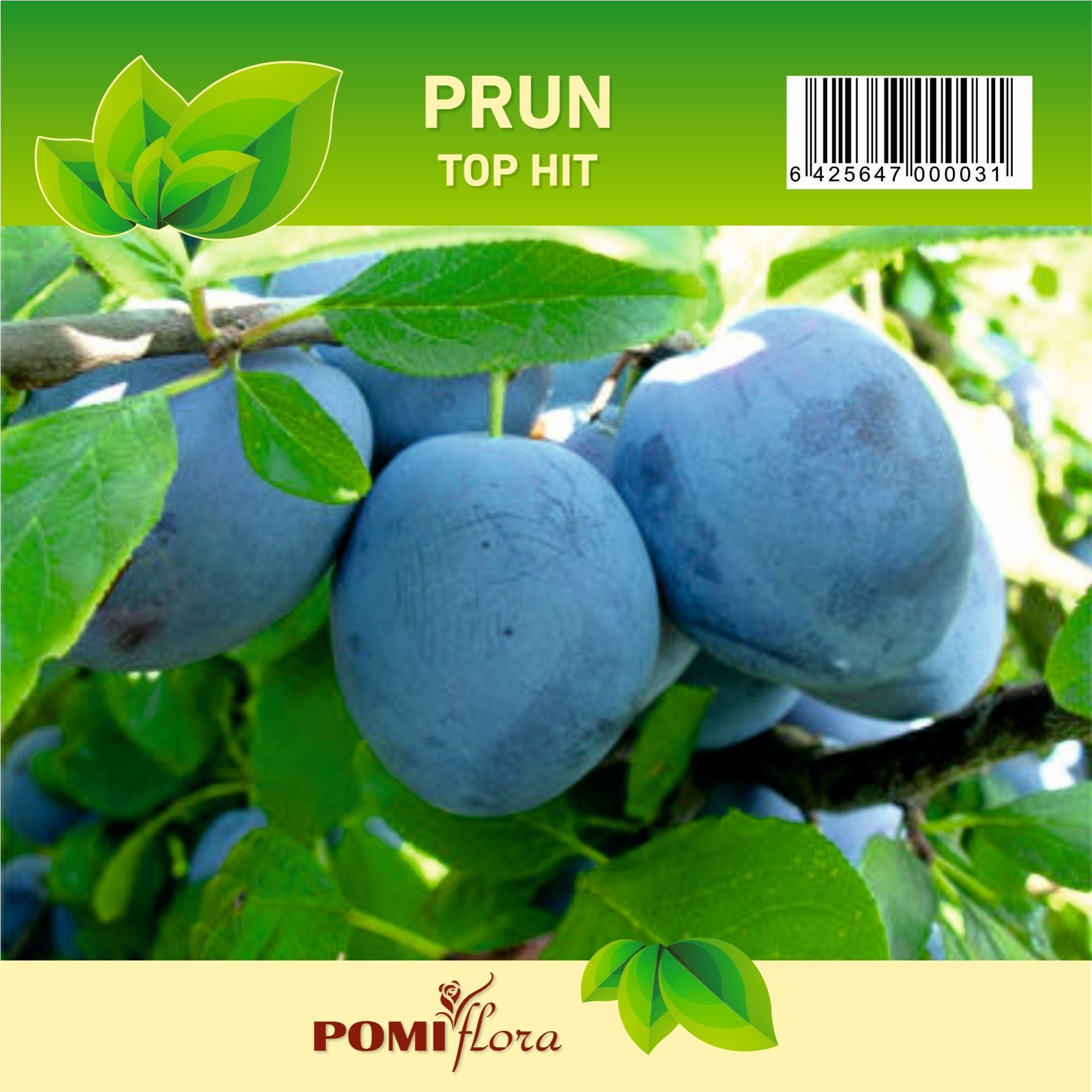 Pom fructifer prun Promo, H 81-120 cm, diverse sortimente
