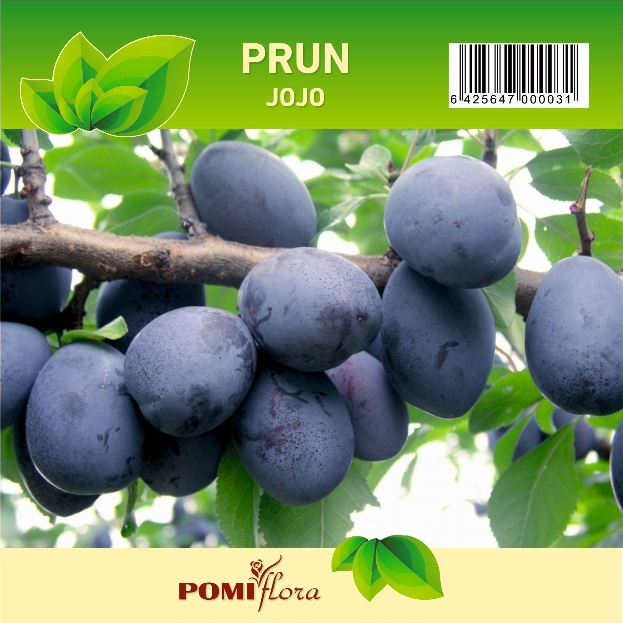 Pom fructifer prun Promo, H 81-120 cm, diverse sortimente