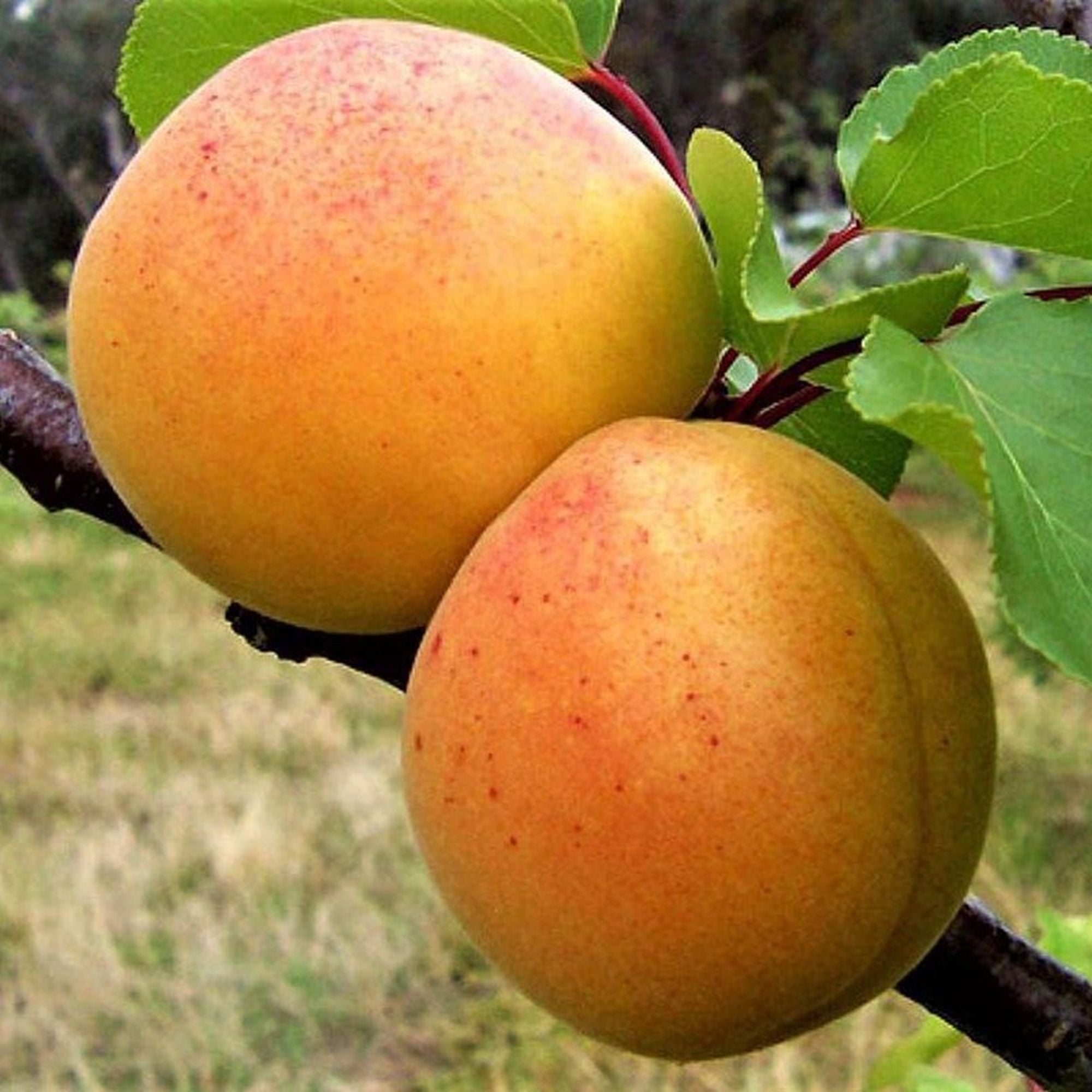 Pom fructifer cais Promo, H 81-120 cm, diverse sortimente