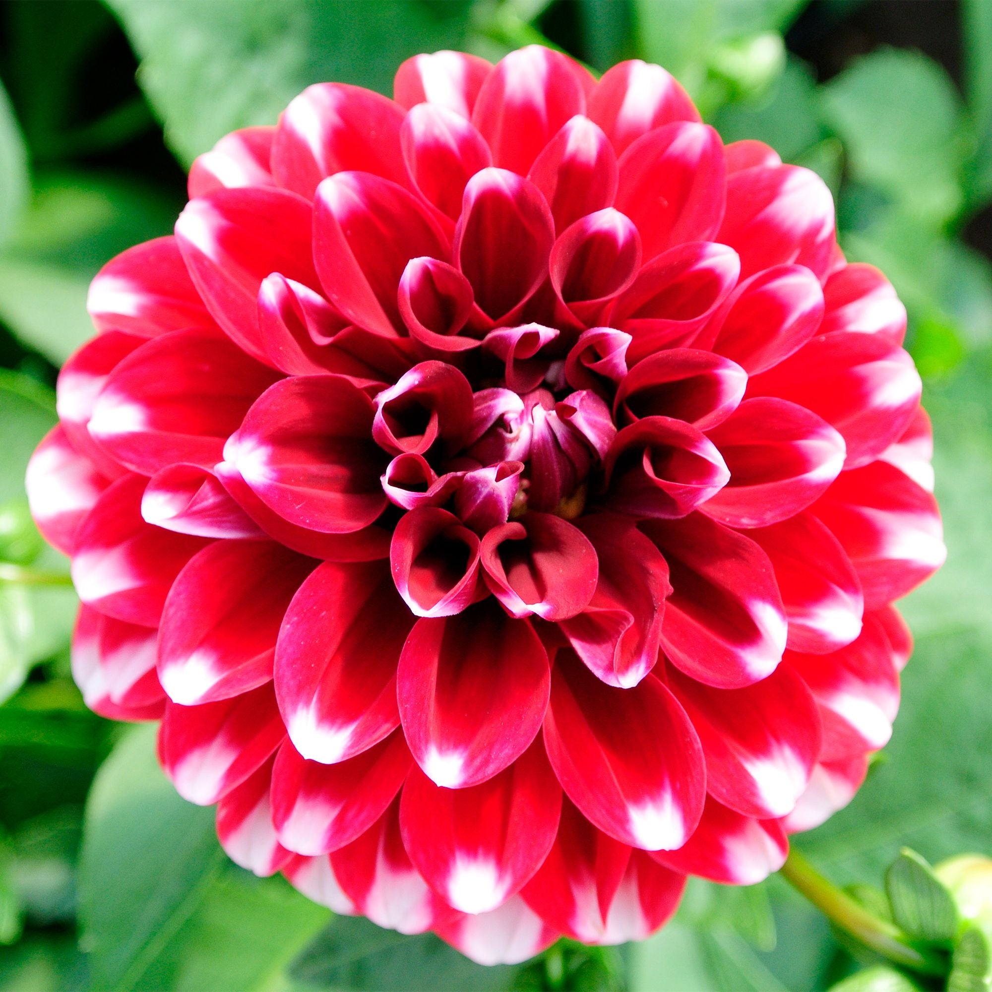 Planta de exterior cu flori Dalia Maxi, H