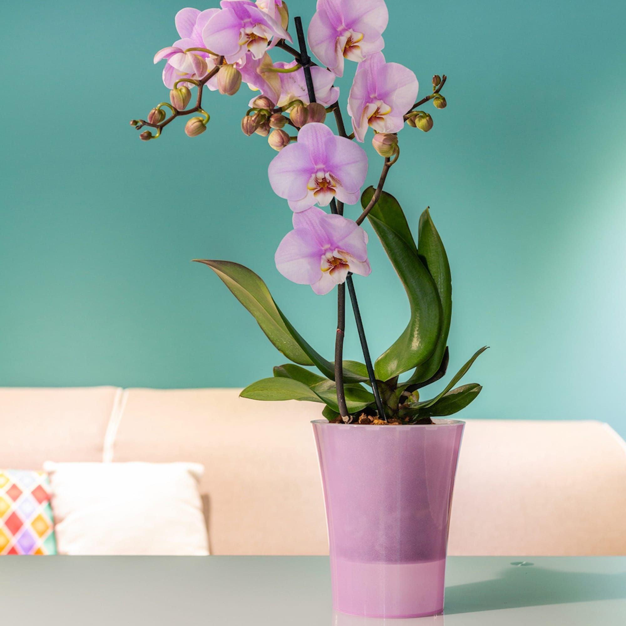 Ghiveci orhidee Arte-Dea, cu rezervor apa, plastic, Ø 14.7 cm, roz