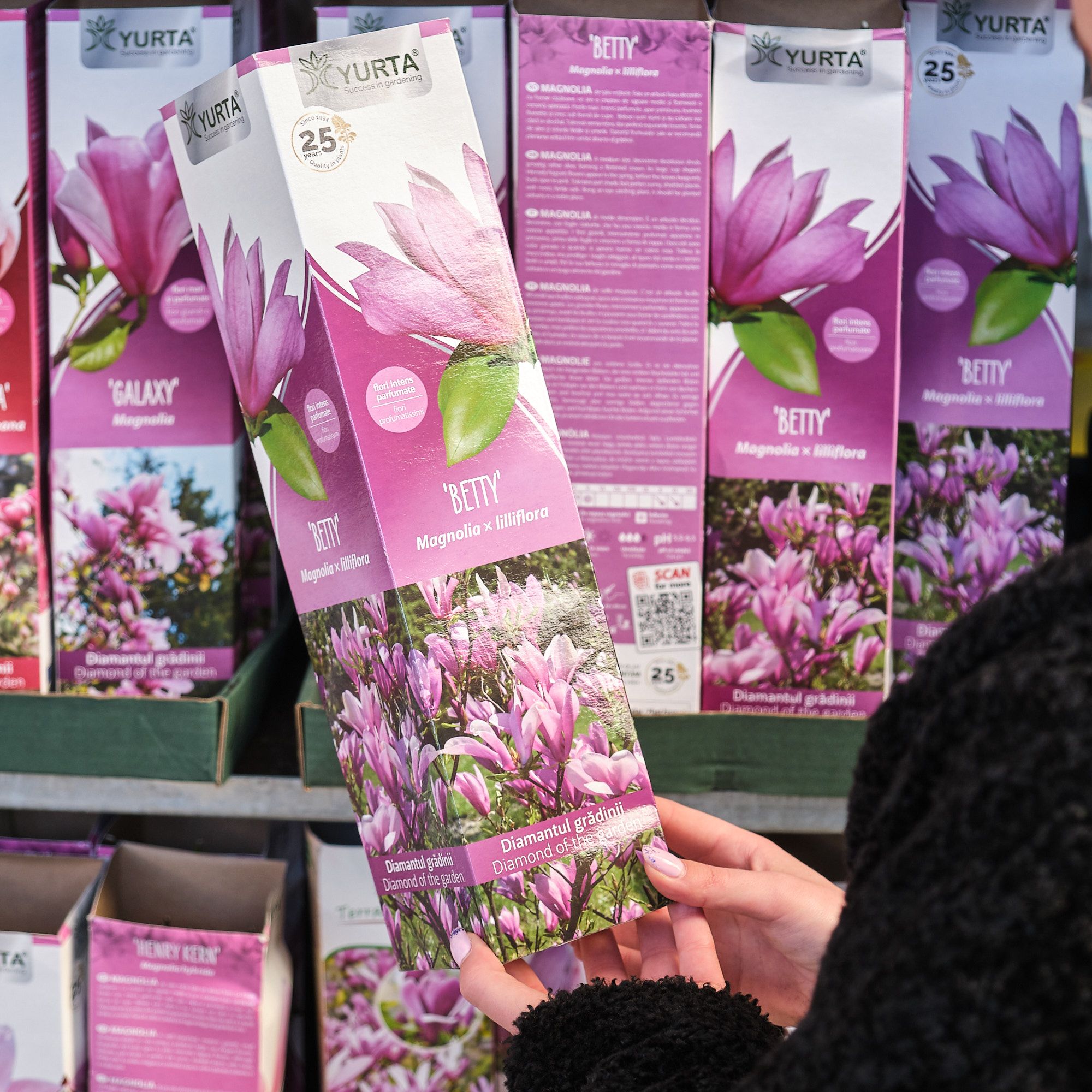 Arbust ornamental cu flori, Magnolia Liliiflora X Betty, roz, ghiveci D ...