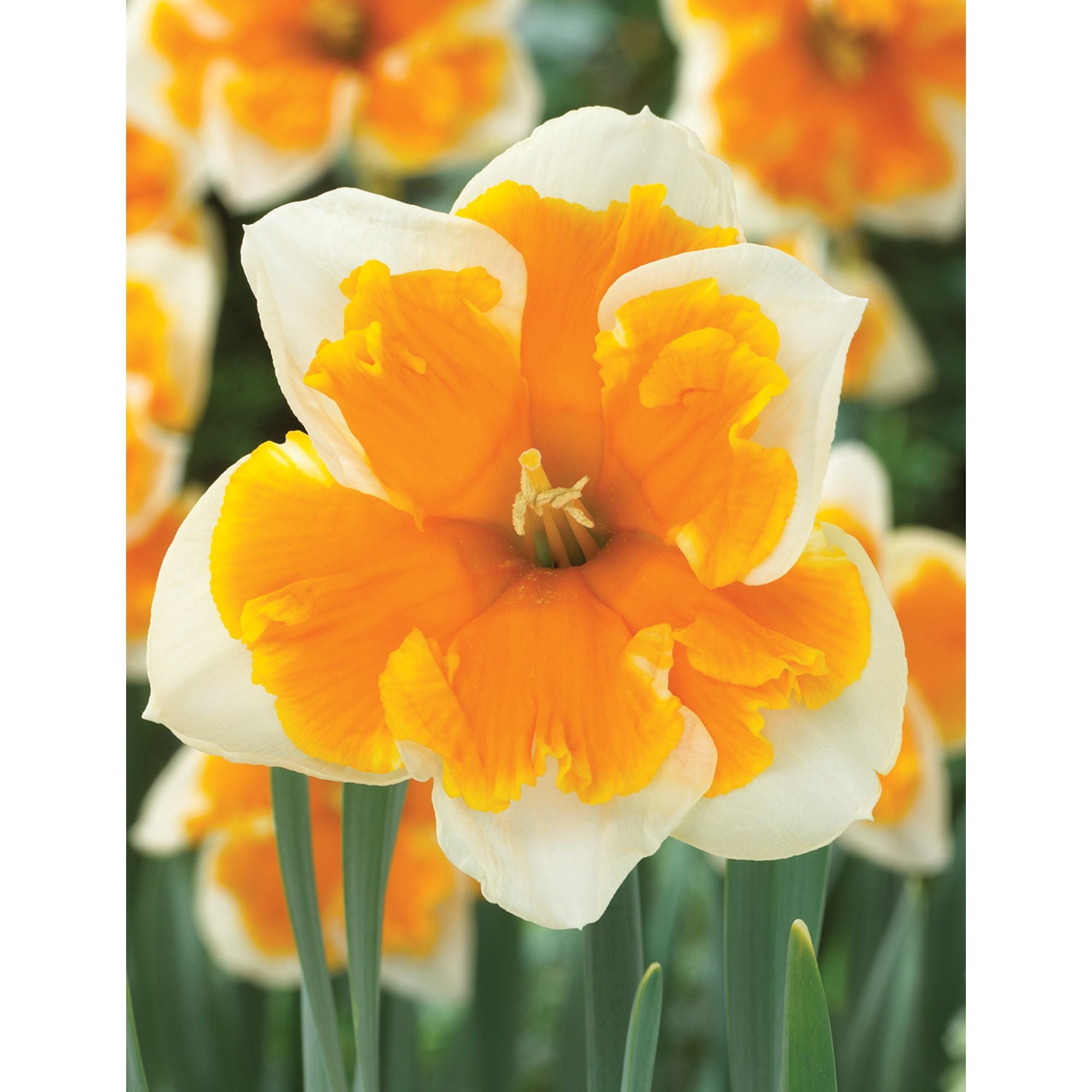 Bulbi narcisa Pseudonarcissus, Agrosel, galben (3 buc)