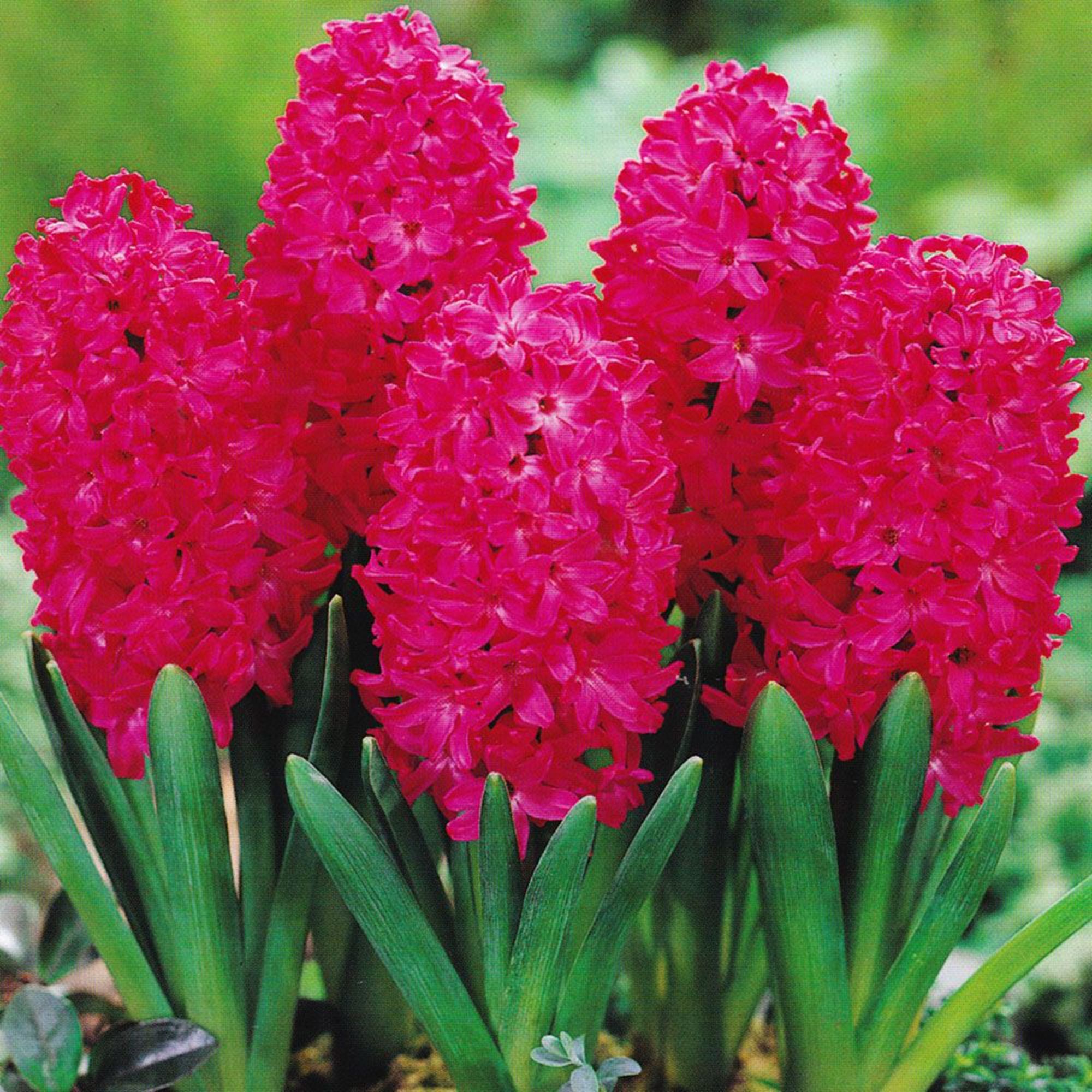 Bulbi zambila Amsterdam, Starsem, roz (2 buc)