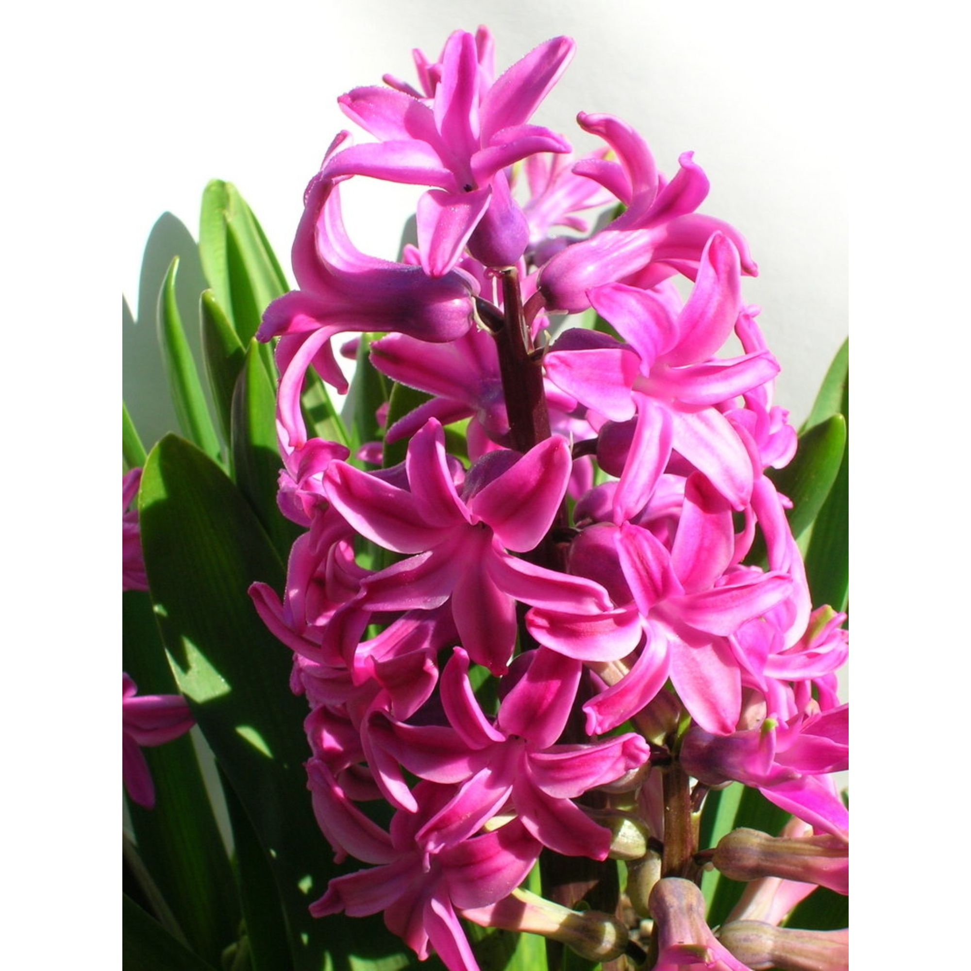 Bulbi zambila Amsterdam, Starsem, roz (2 buc)