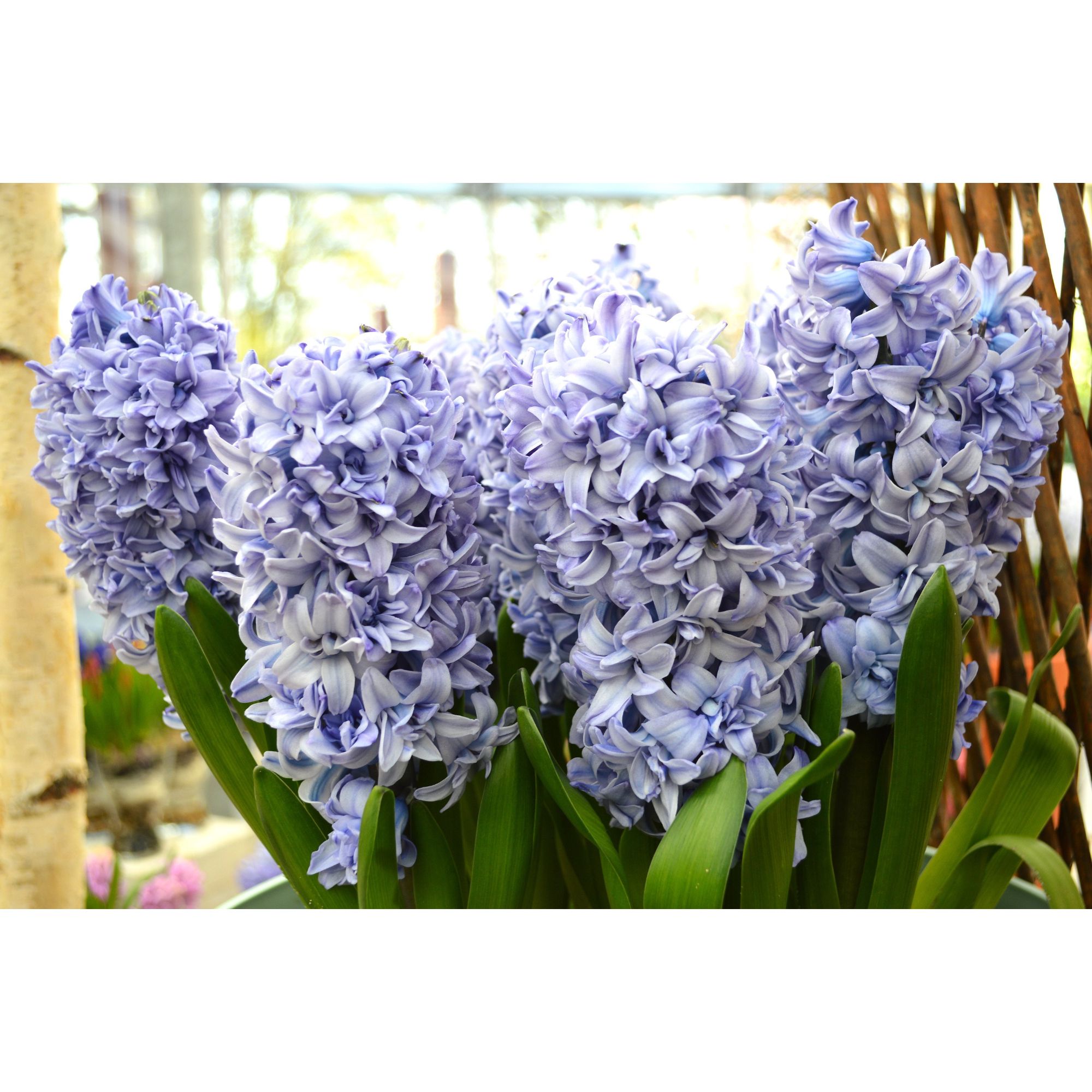 Bulbi zambila Blue Giant, Starsem, albastru (2 buc)