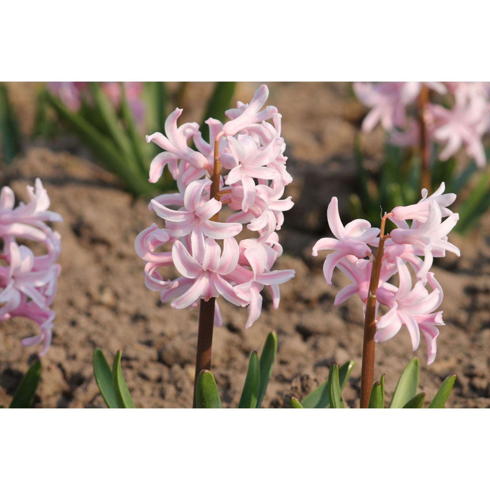 Bulbi zambila Lady Derby, Starsem, roz (2 buc)